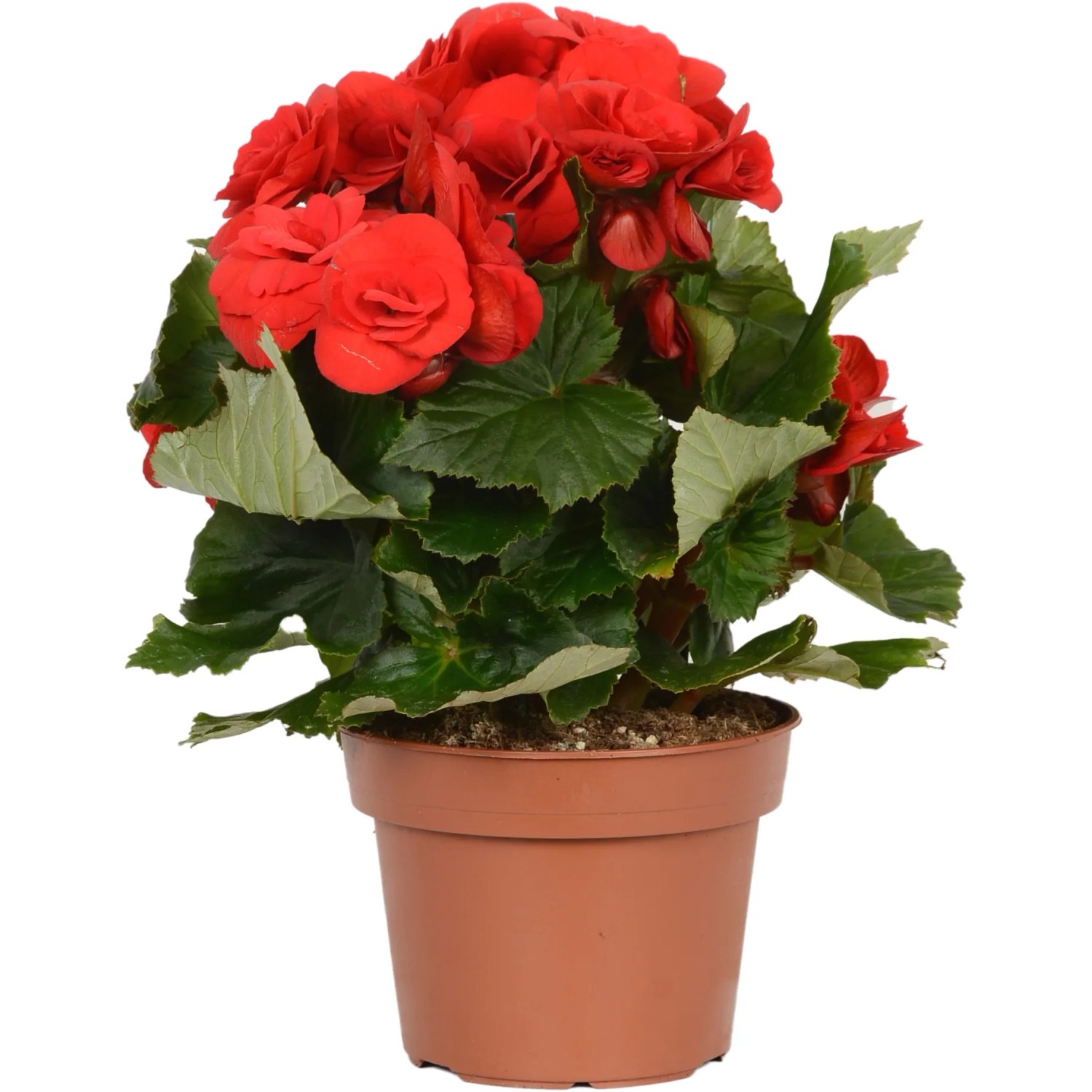 GROW by OBI Begonie Rot 28-34 cm Topf Ø 13 cm kaufen bei OBI