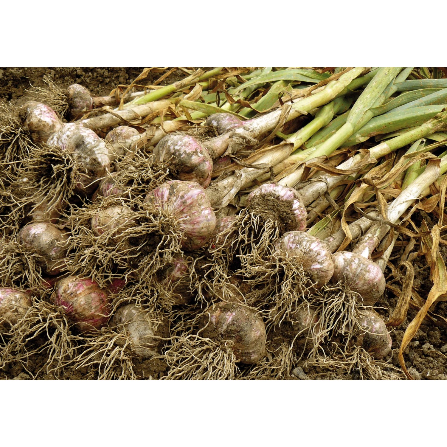 GROW by OBI Küchen Garten Knoblauch "Morado" Violett kaufen bei OBI