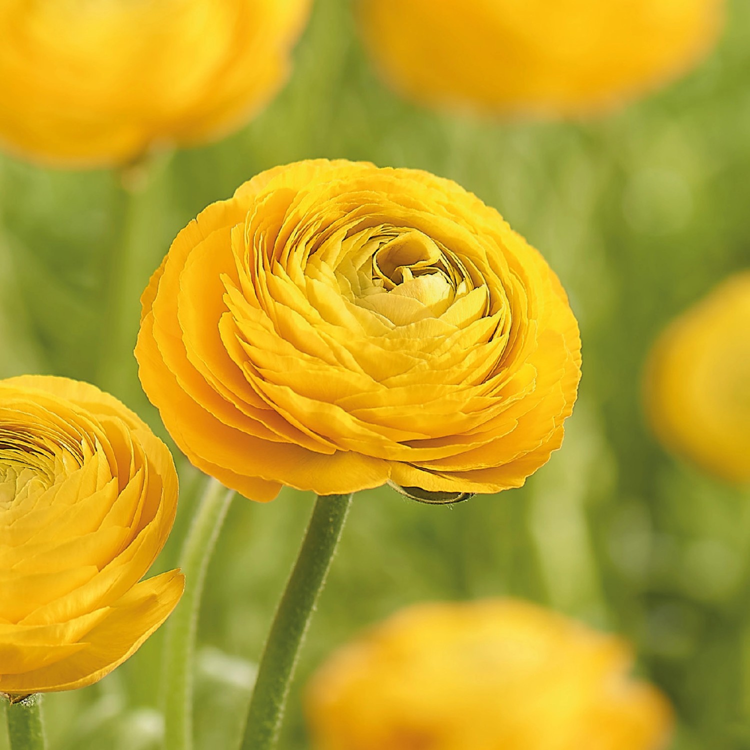 GROW by OBI Ranunkel "Asiatisch Gelb" Höhe ca. 50 cm Ranuculus ...