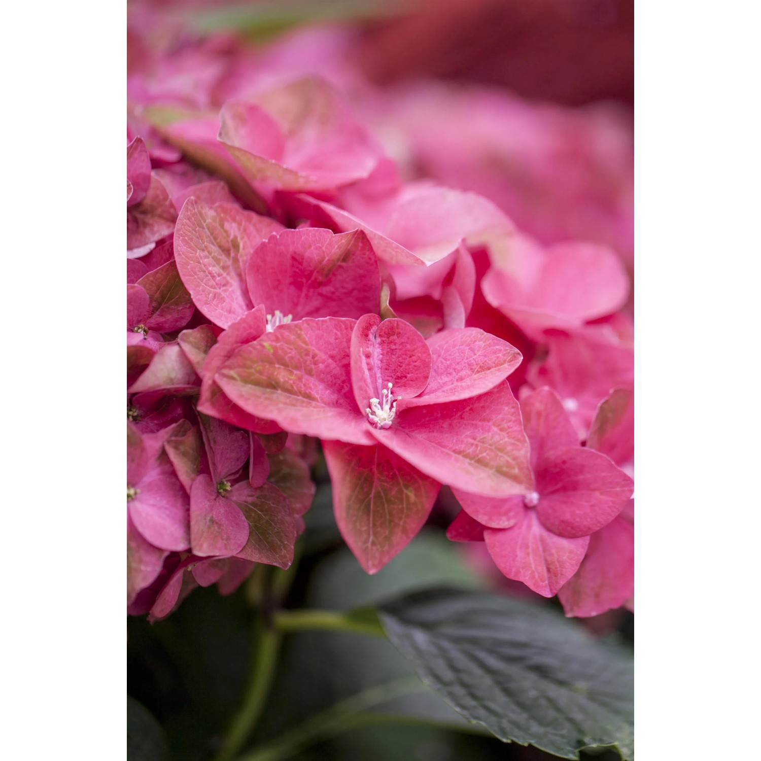 Hortensie Green Shadow Rot Höhe ca. 30 cm Topf 5 l Hydrangea macrophylla