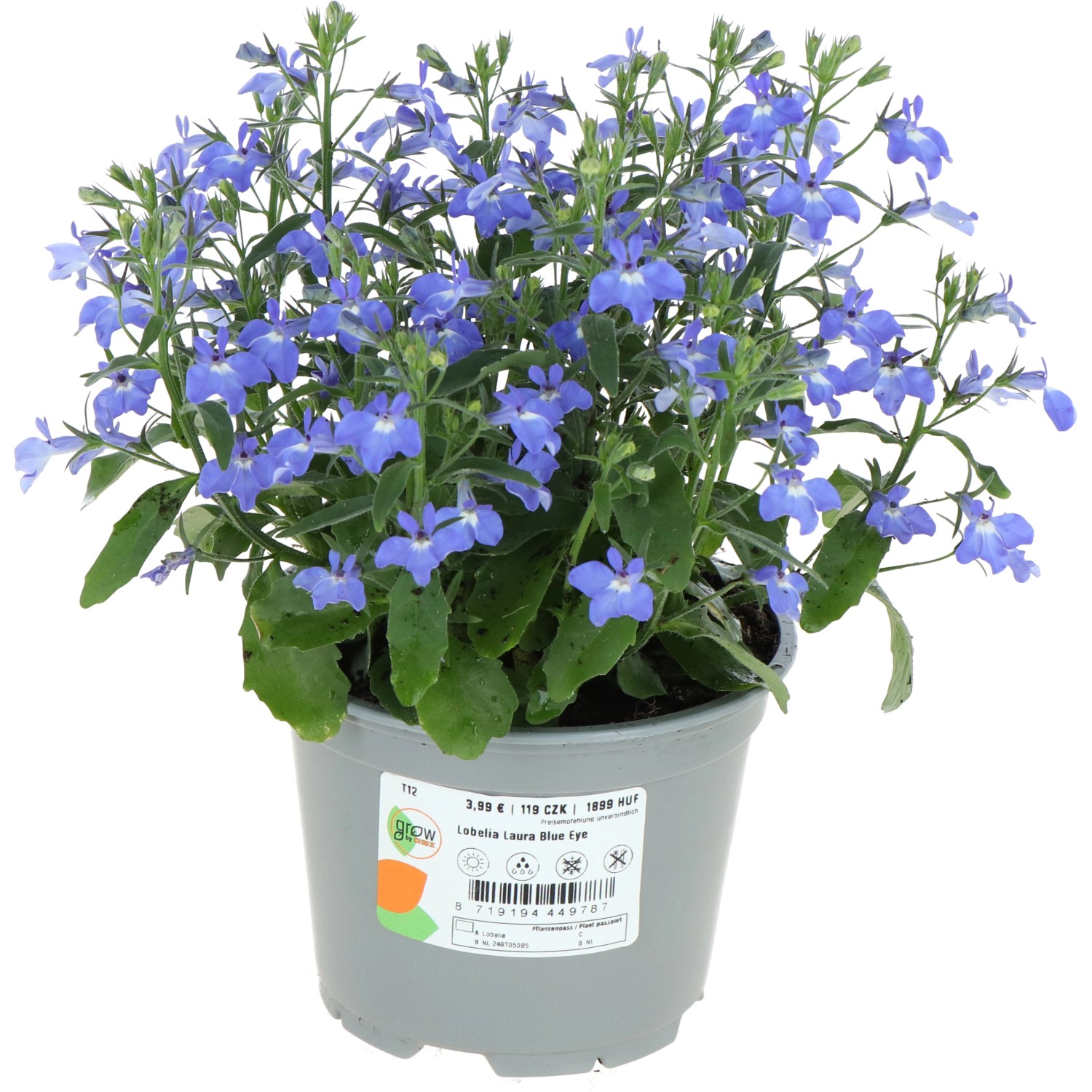 GROW by OBI Gartenlobelie "Laura Blau" Topf-Ø ca. 12 cm Lobelia erinus kaufen bei OBI