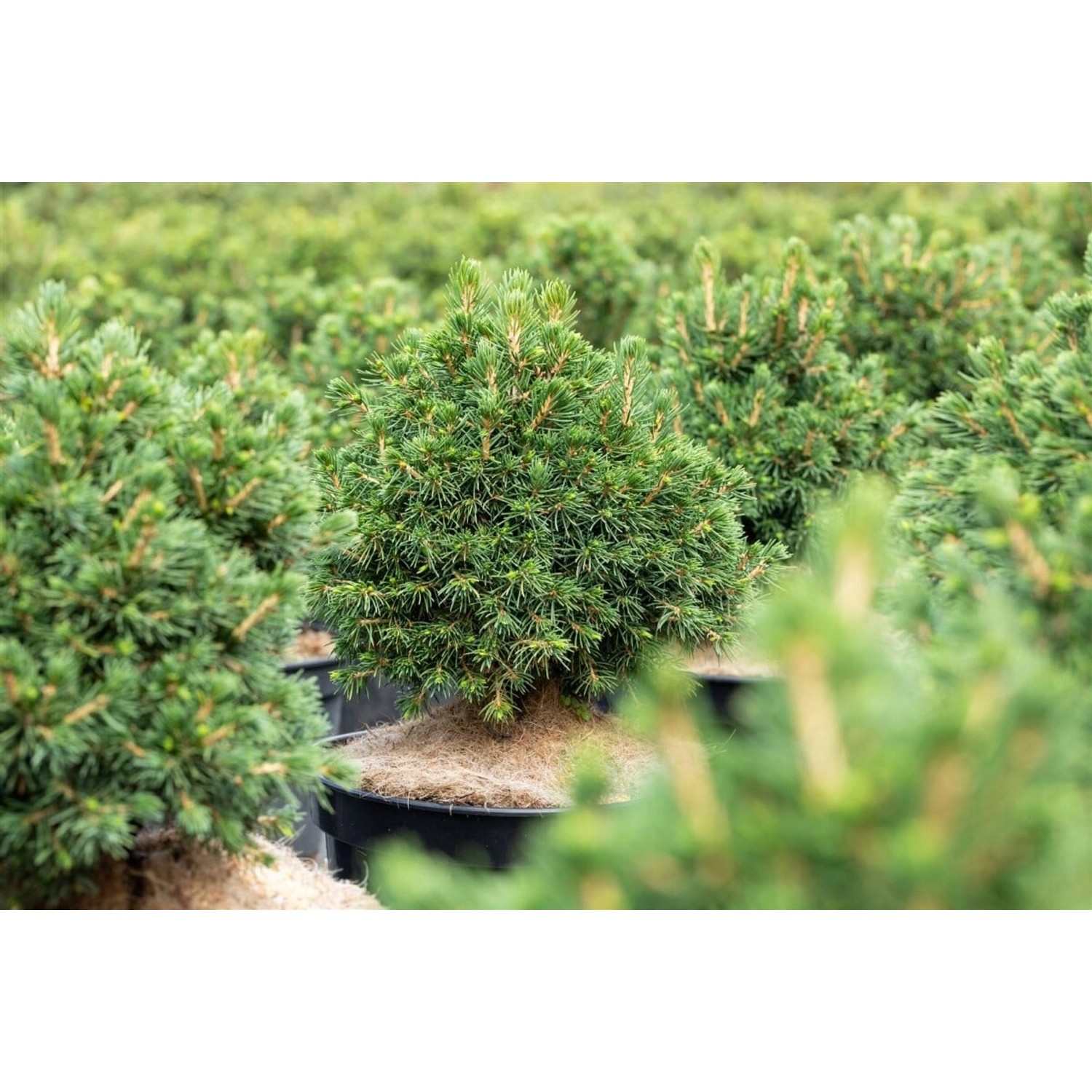 Picea Abies Tompa Fichte Kompakt 40 cm Stammhöhe