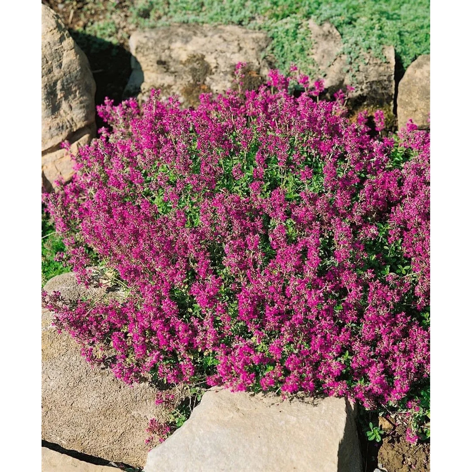 Sand Thymian Bodendecker