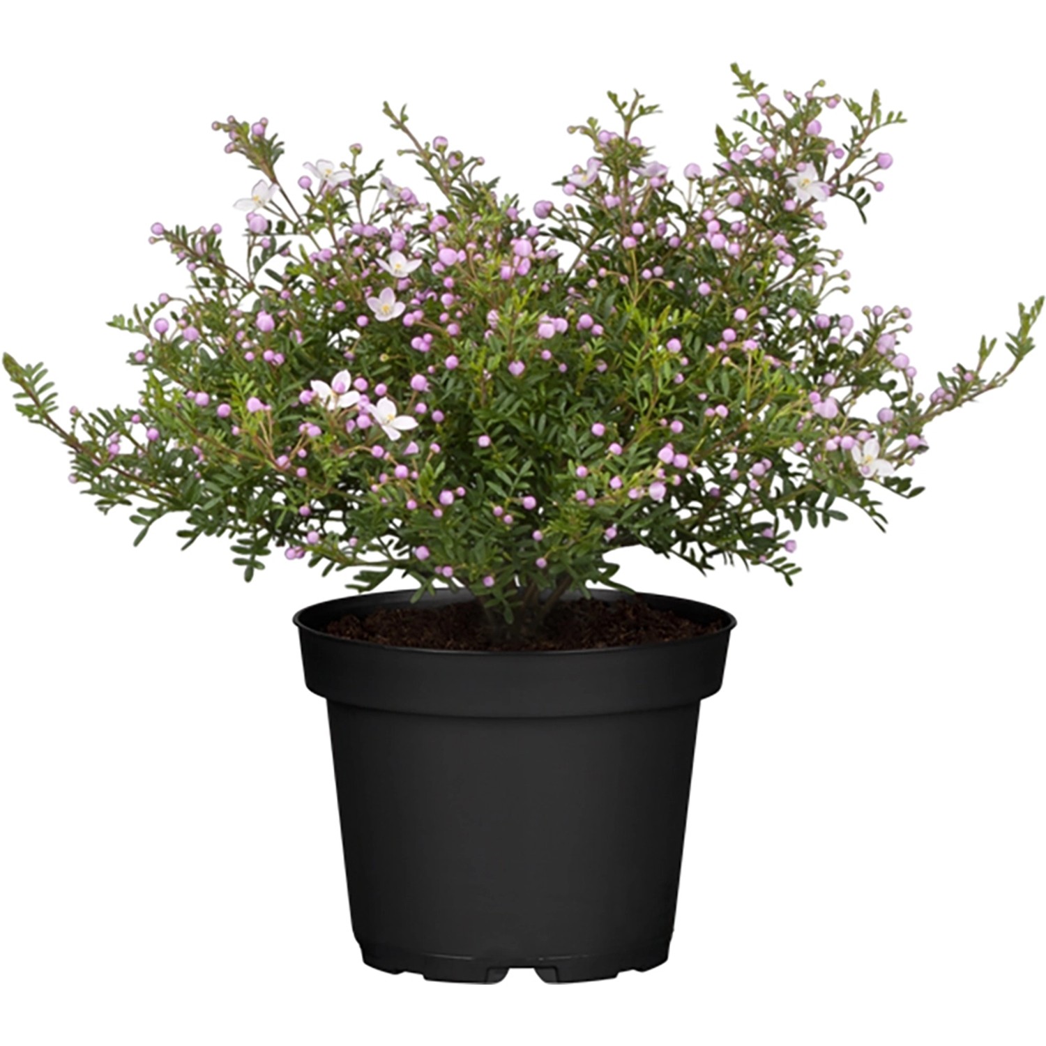 Duftsternchen ''Boronia anemonifolia'' Topf-Ø ca. 13 cm Höhe ca. 20 -30 cm kaufen bei OBI
