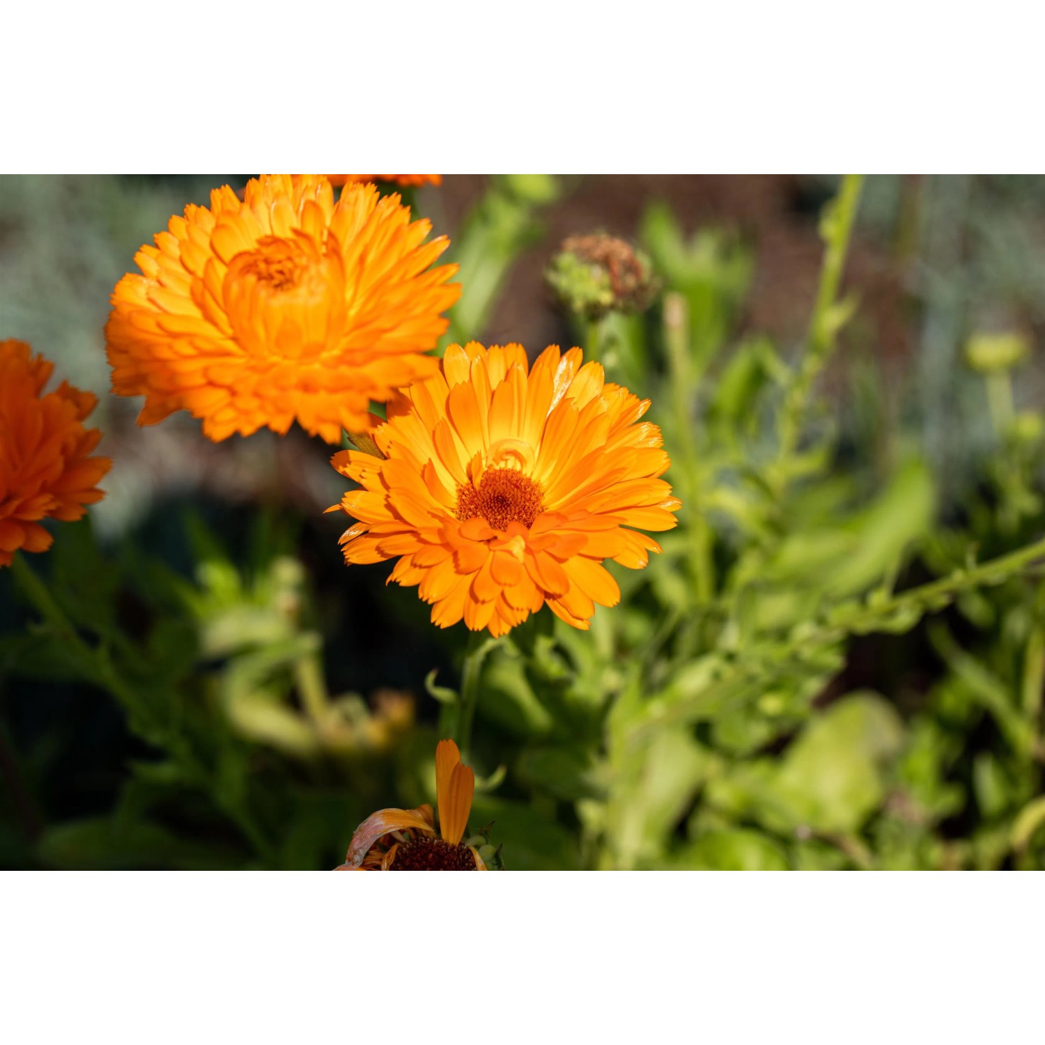 Verwunderlich Ringelblume Im Topf Kaufen Ebenbild