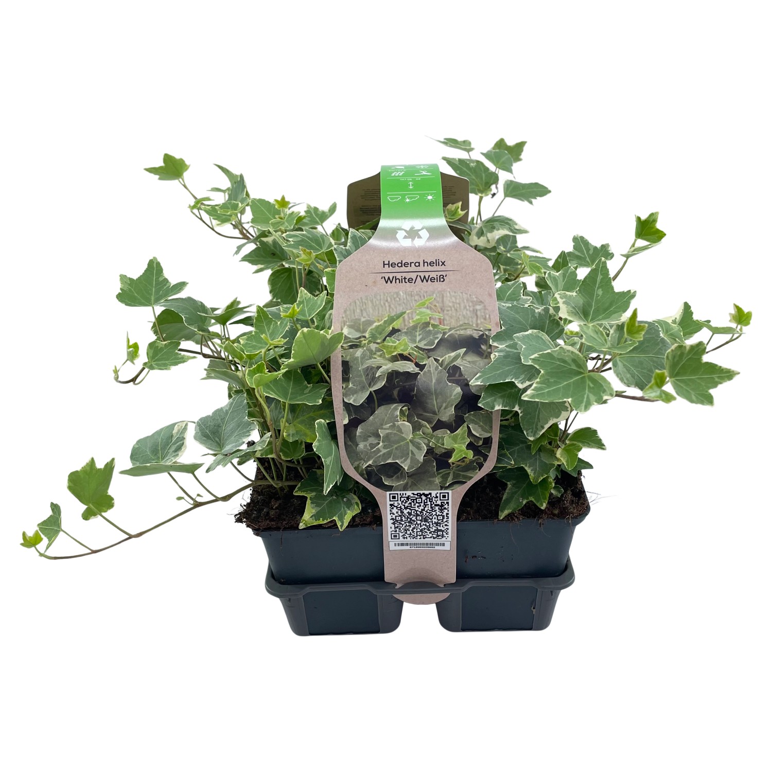 Efeu Weiß-Bunt 6er Pack Topf-Ø ca. 9 cm kaufen bei OBI