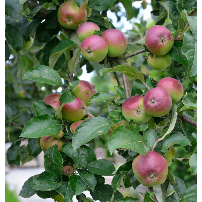 Apfelbaum kaufen bei OBI