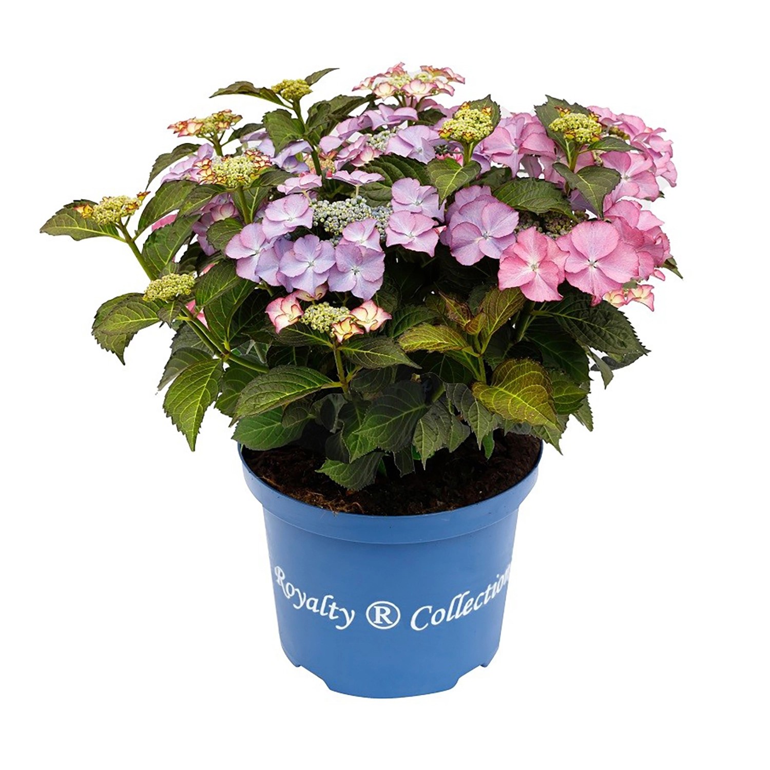 Bauernhortensie "Royalty Tiffany" Höhe ca. 35 cm Topf-Ø ca. 20 cm ...