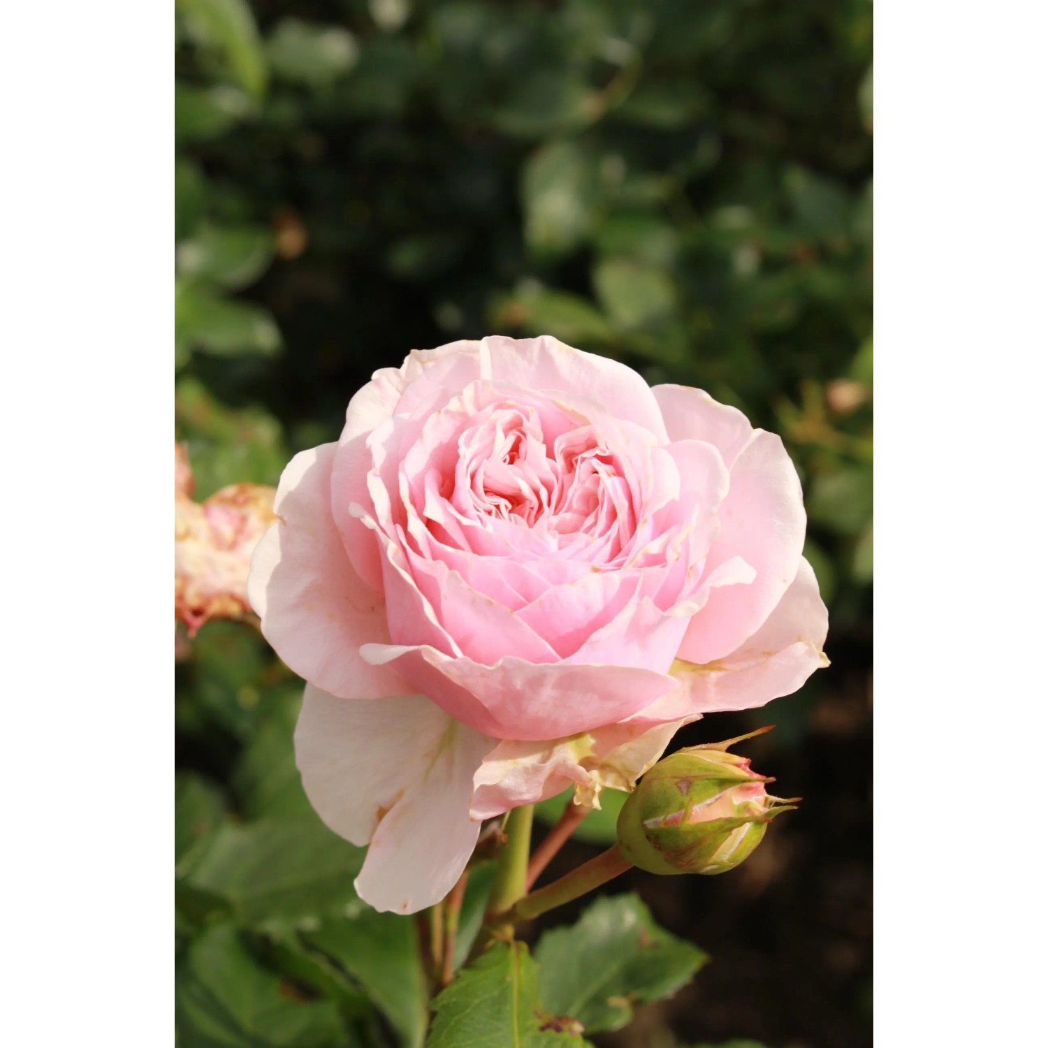 Zimmer-Rose Sortiert Höhe ca. 25 - 30 cm Topf-Ø ca. 10,5 cm Rosa ...