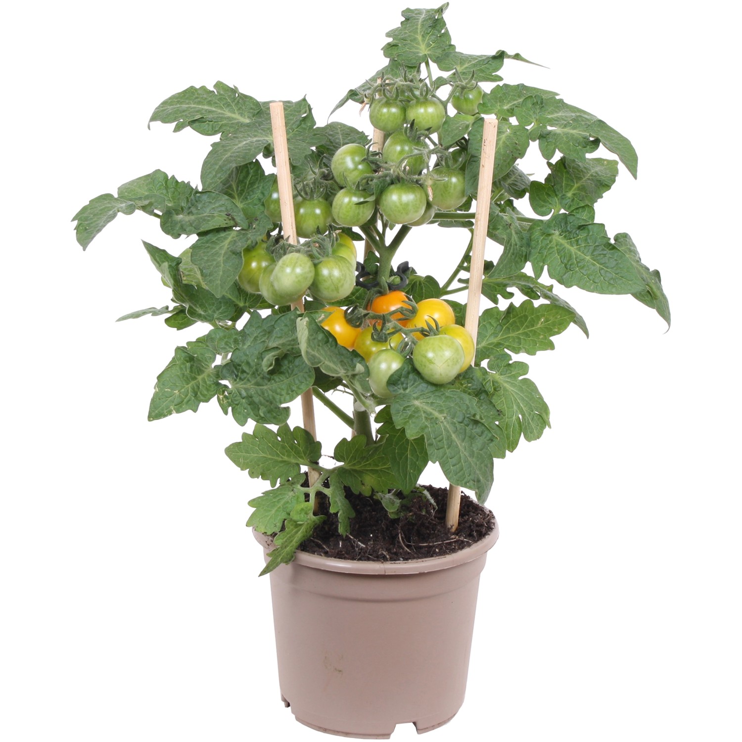 GROW by OBI Cherrytomate Gelb "Pick & Joy" Höhe ca. 25 -35 cm Topf-Ø ca ...