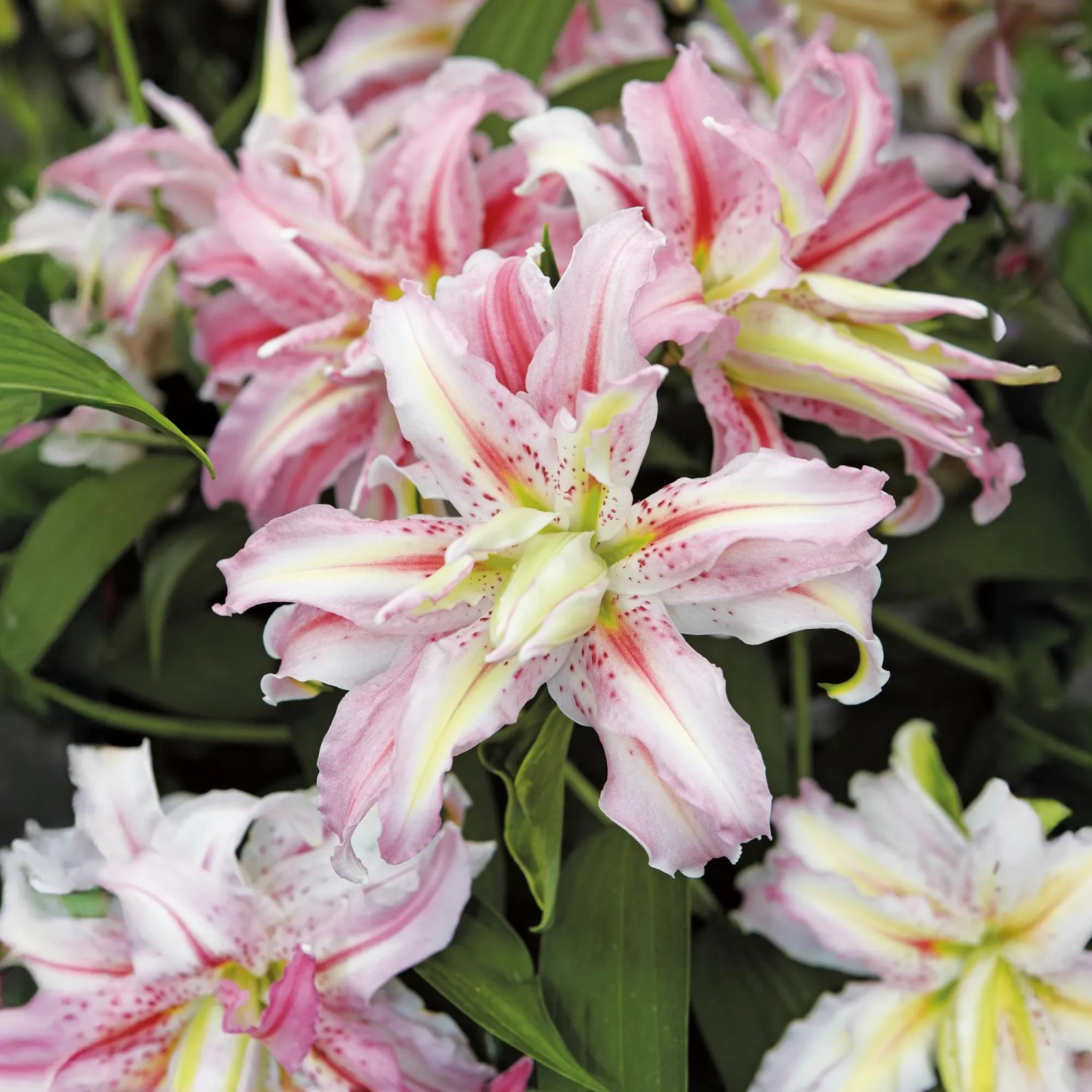 GROW by OBI Lilium oriental "Oriental Broken Heart" 80 cm kaufen bei OBI