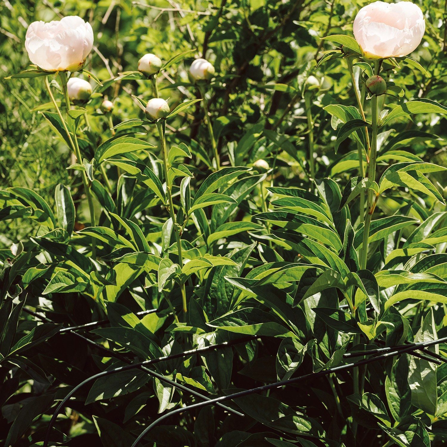 Bellissa Pflanzenstütze Annabelle 65 cm 2er-Set Grün bei OBI