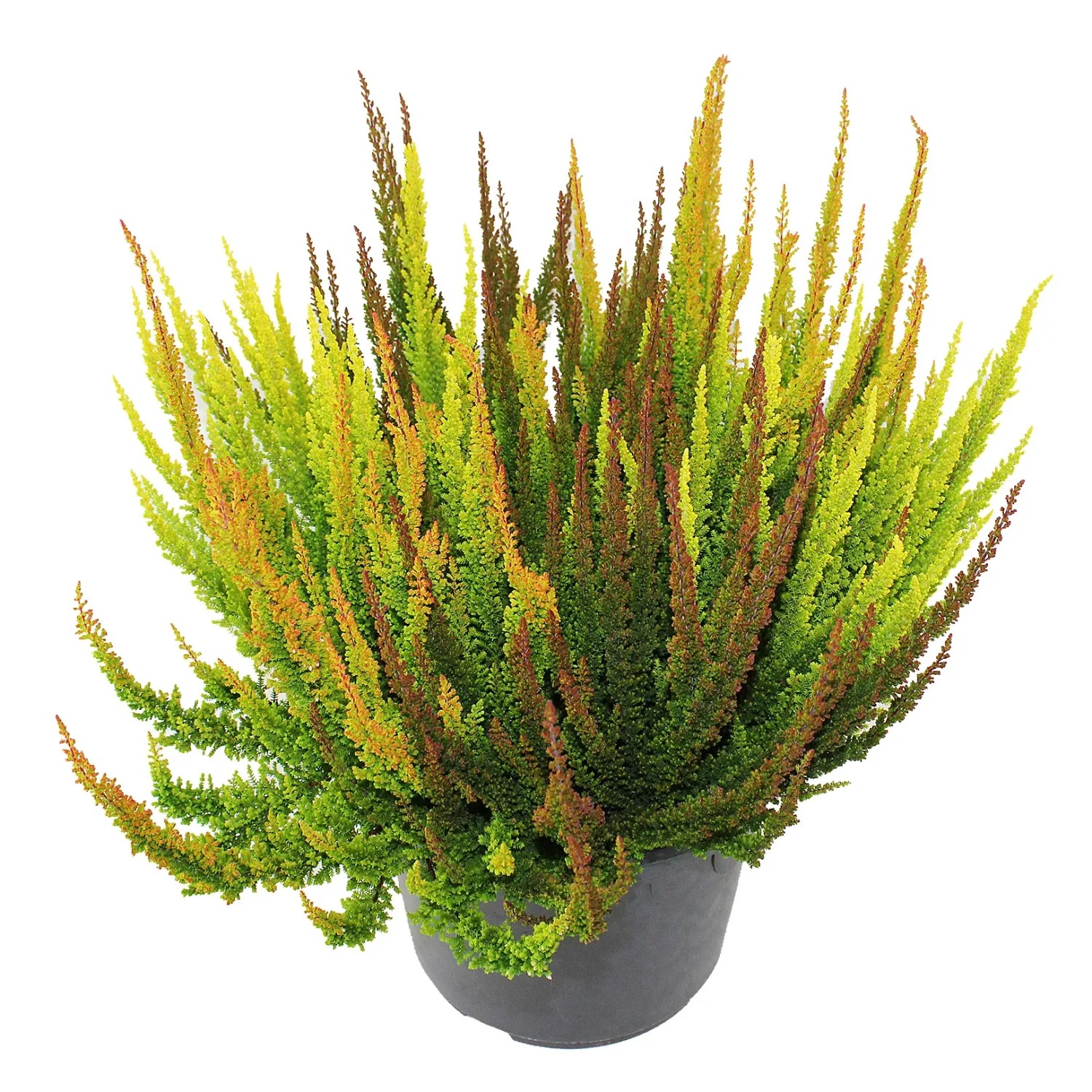 Calluna Beauty Ladies Winterhart