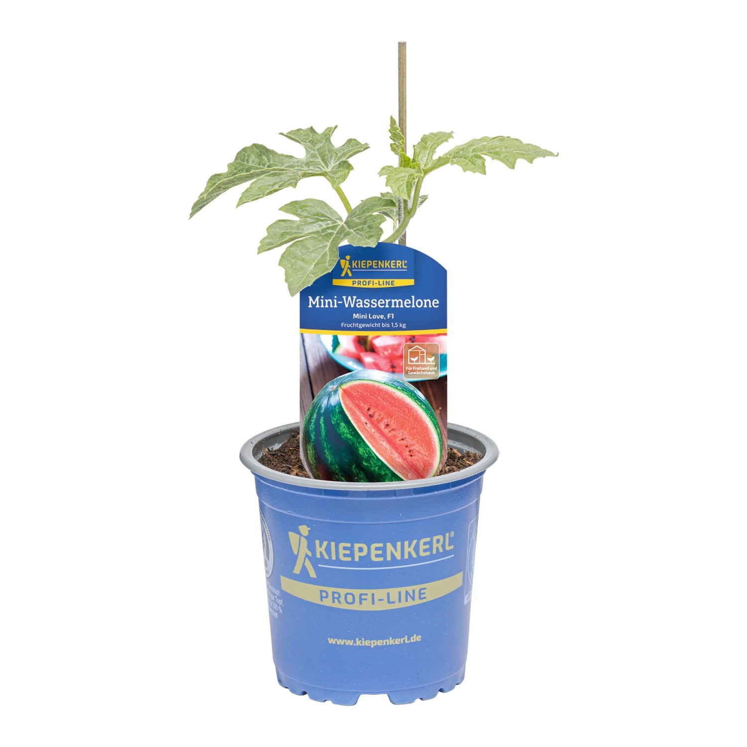 Wassermelone Pflanzen Kaufen