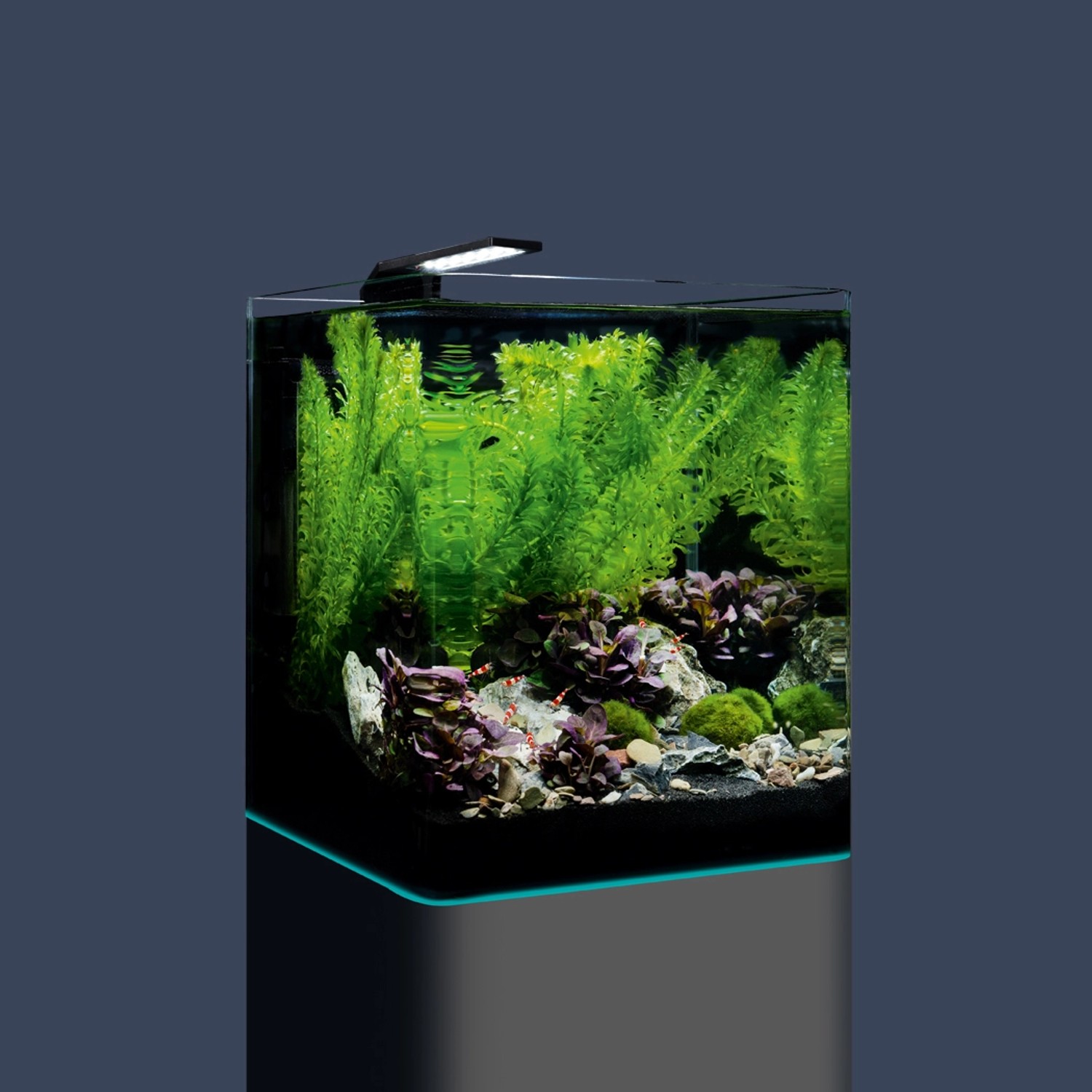 Dennerle Mini-Aquarium Komplettset Nano Cube 20 l mit C251 LED-Beleuchtung kaufen bei OBI