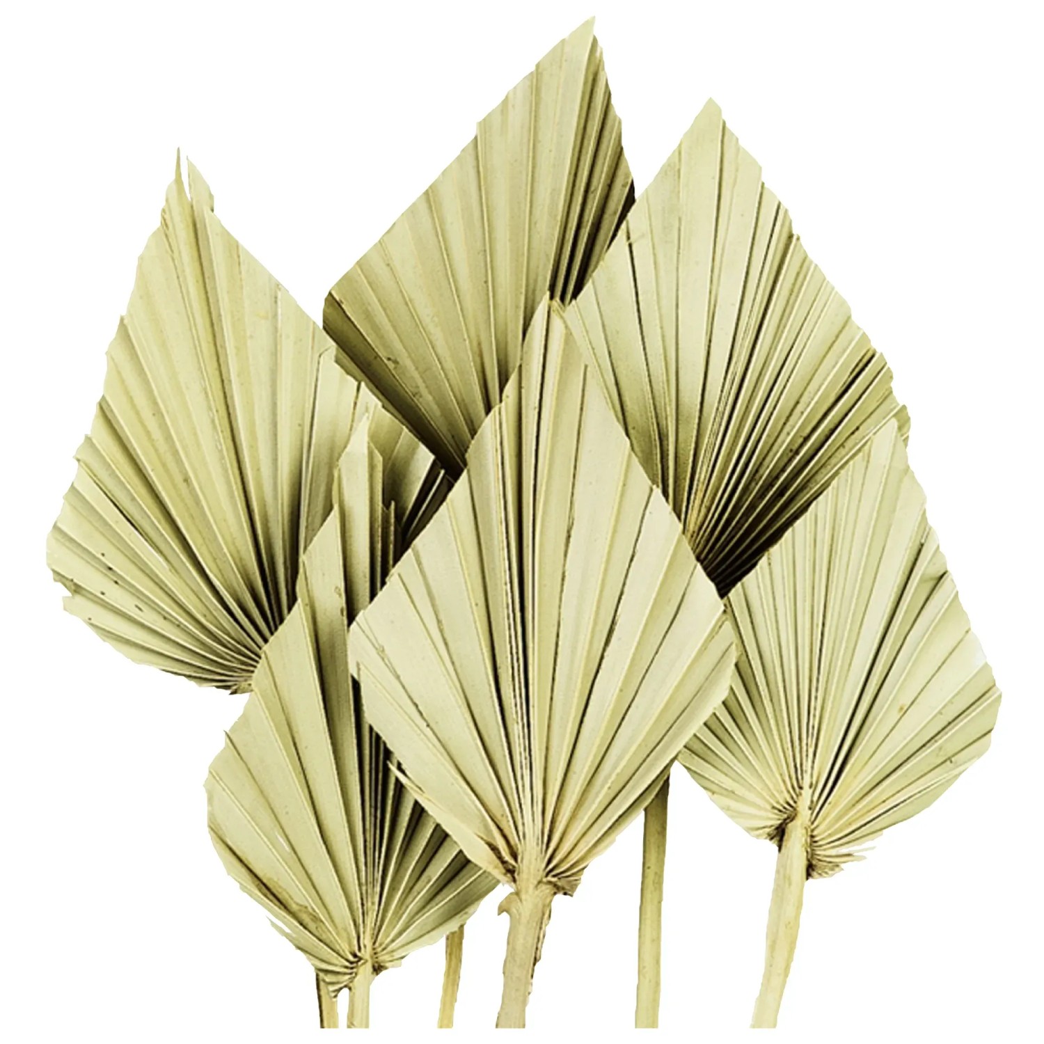 Deko-Pflanze Palm Spear Natur kaufen bei OBI