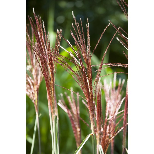 Chinaschilf (Miscanthus) kaufen bei OBI
