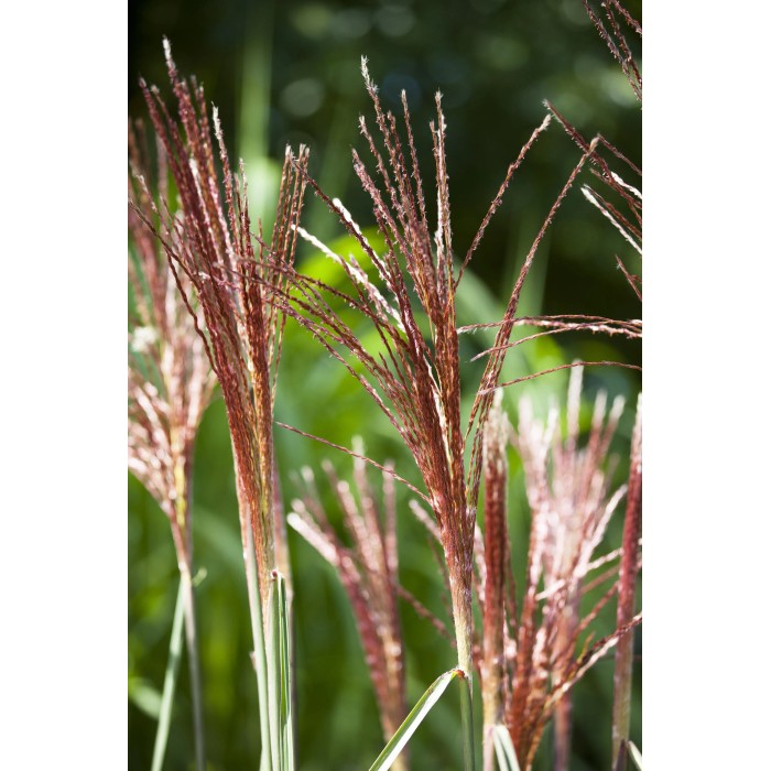 Chinaschilf (Miscanthus) kaufen bei OBI