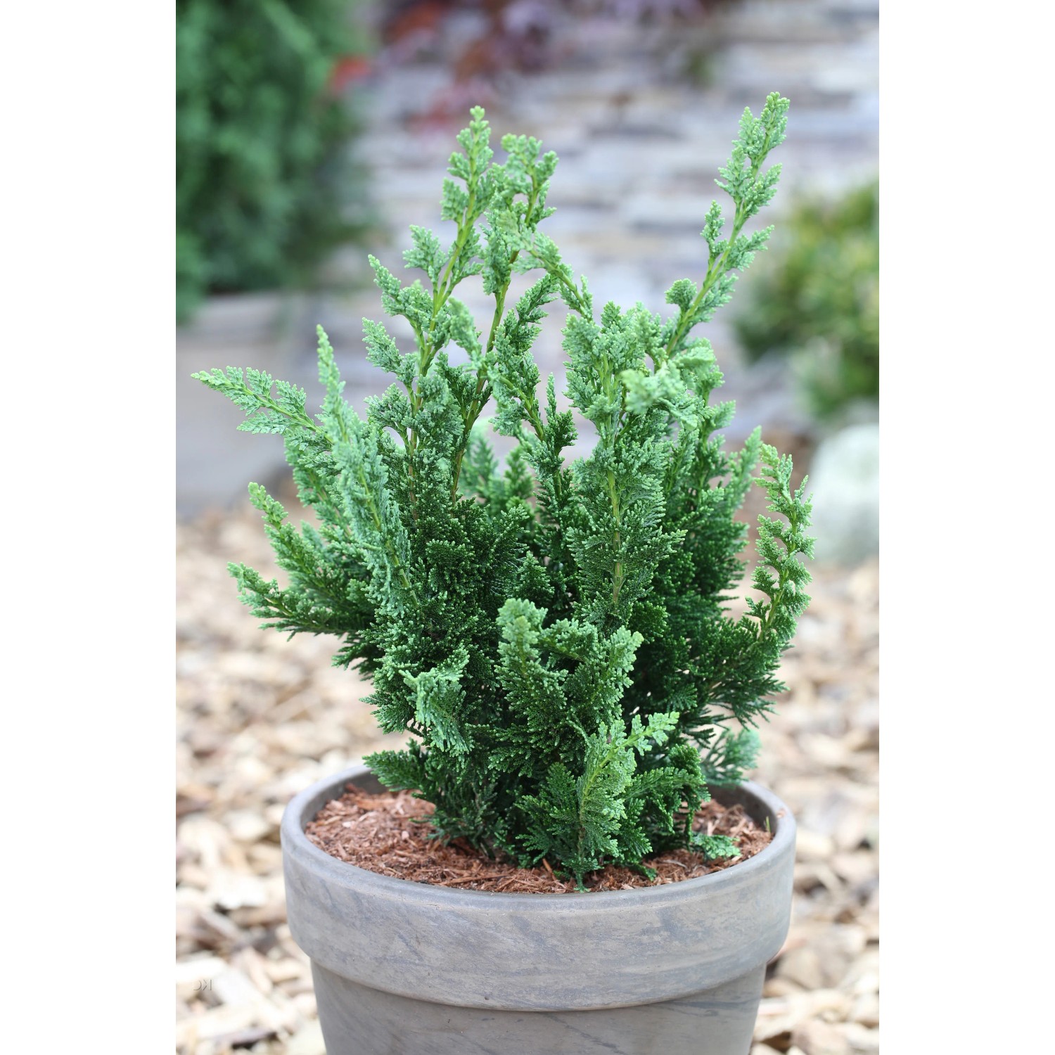 Chamaecyparis lawsoniana "Wisselii" Scheinzypresse 20-40 cm 2,3 l kaufen bei OBI