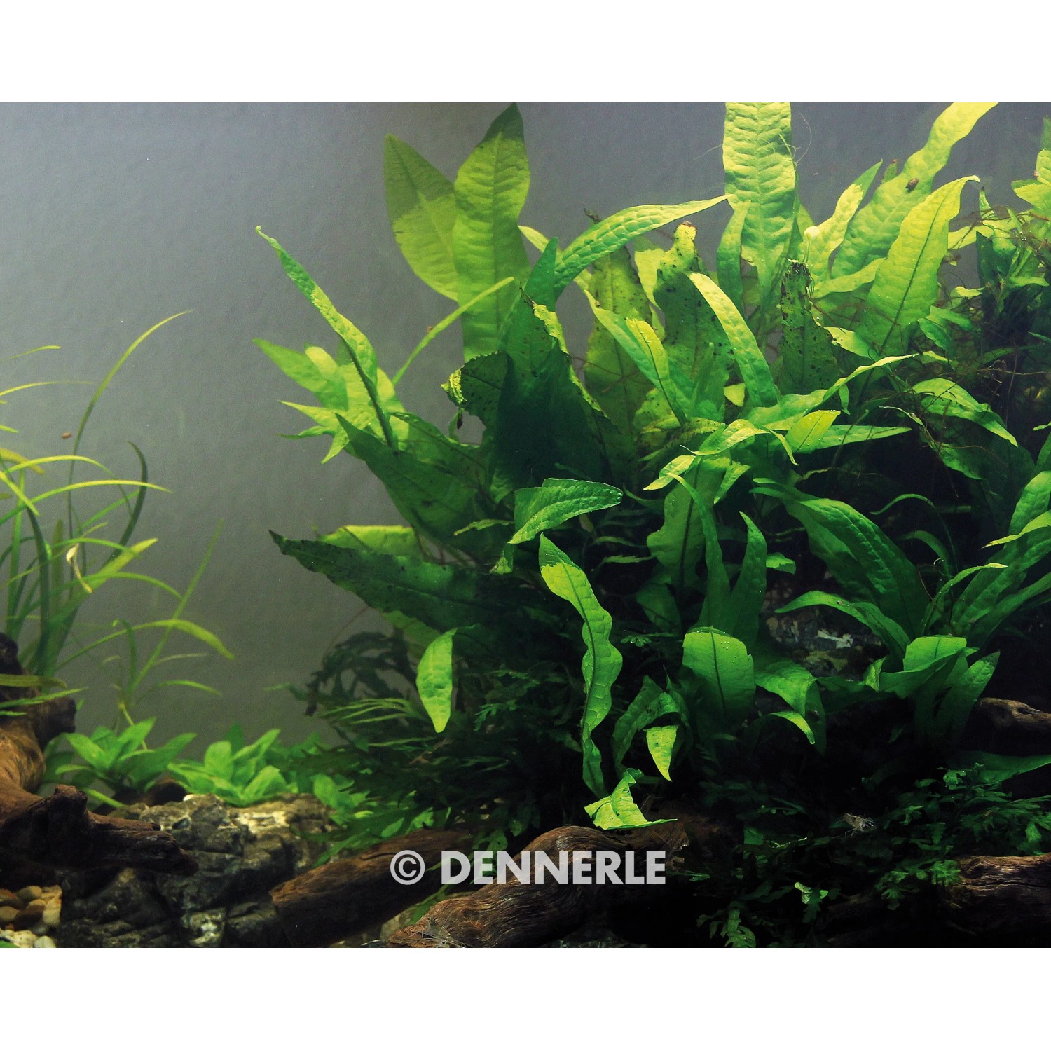 Dennerle Plants Aquariumpflanze Microsorum Pteropus kaufen bei OBI