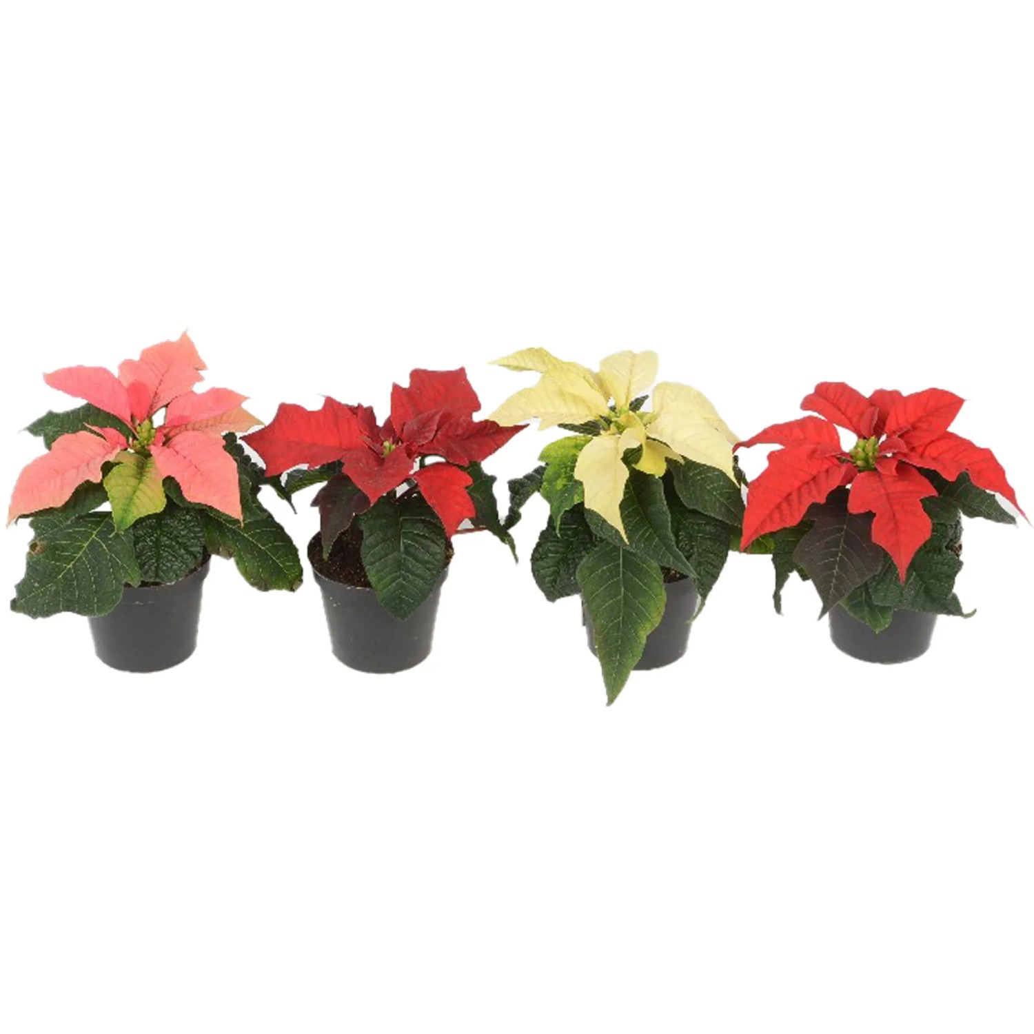 Weihnachtsstern Pflanze Kaufen