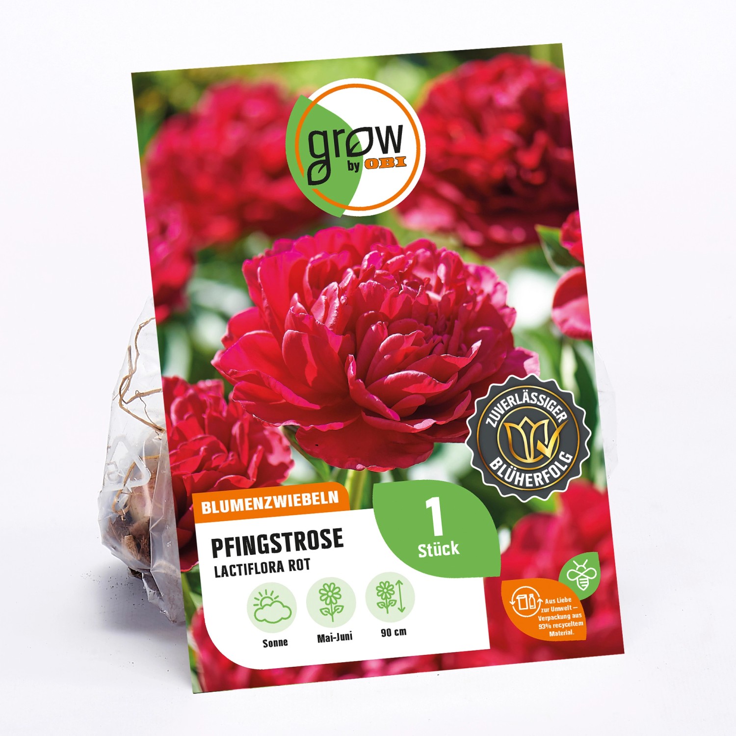 GROW by OBI Pfingstrose "Lactiflora Rot" Höhe ca. 80 cm Paeonia ...