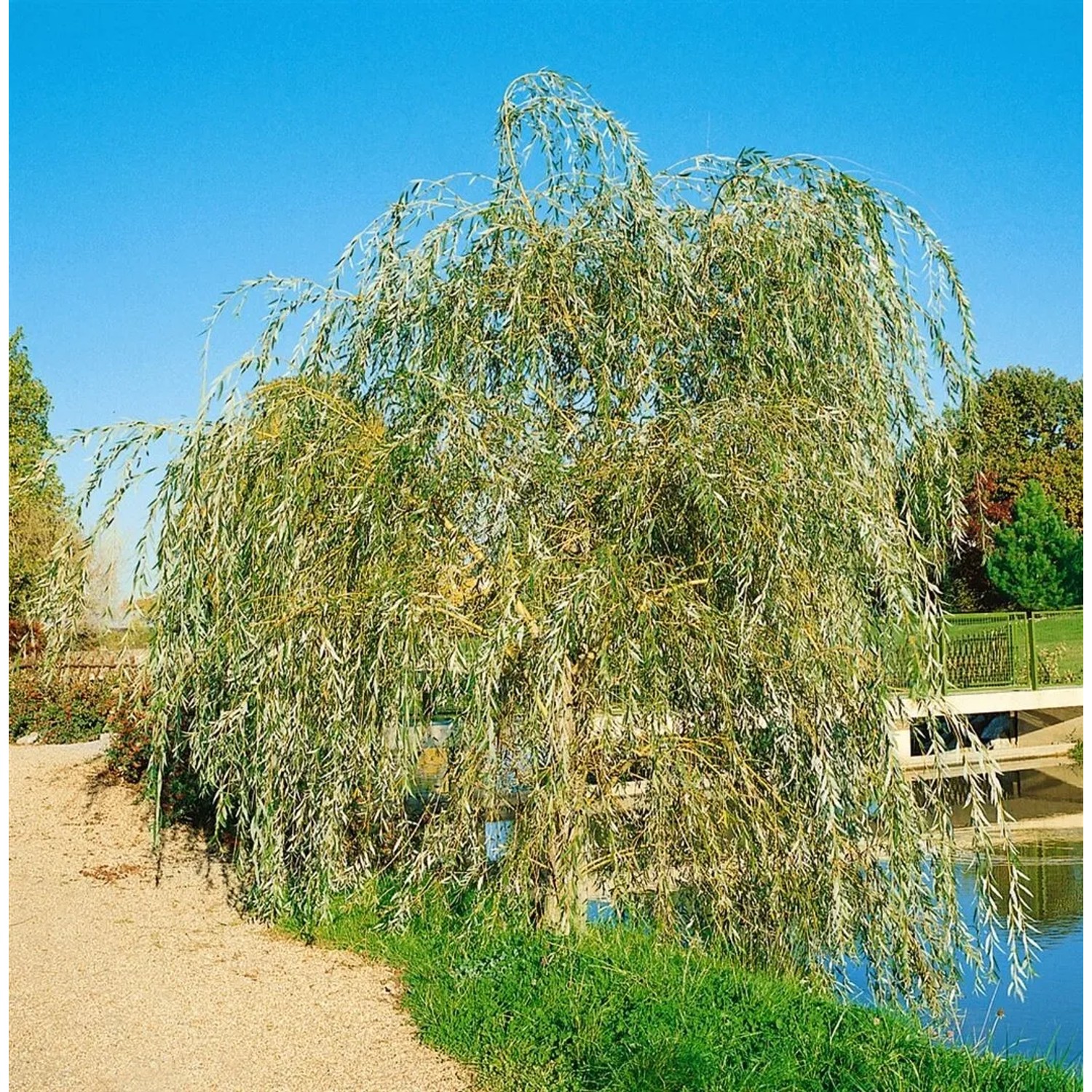 Salix Alba Tristis Trauerweide 150–200 cm