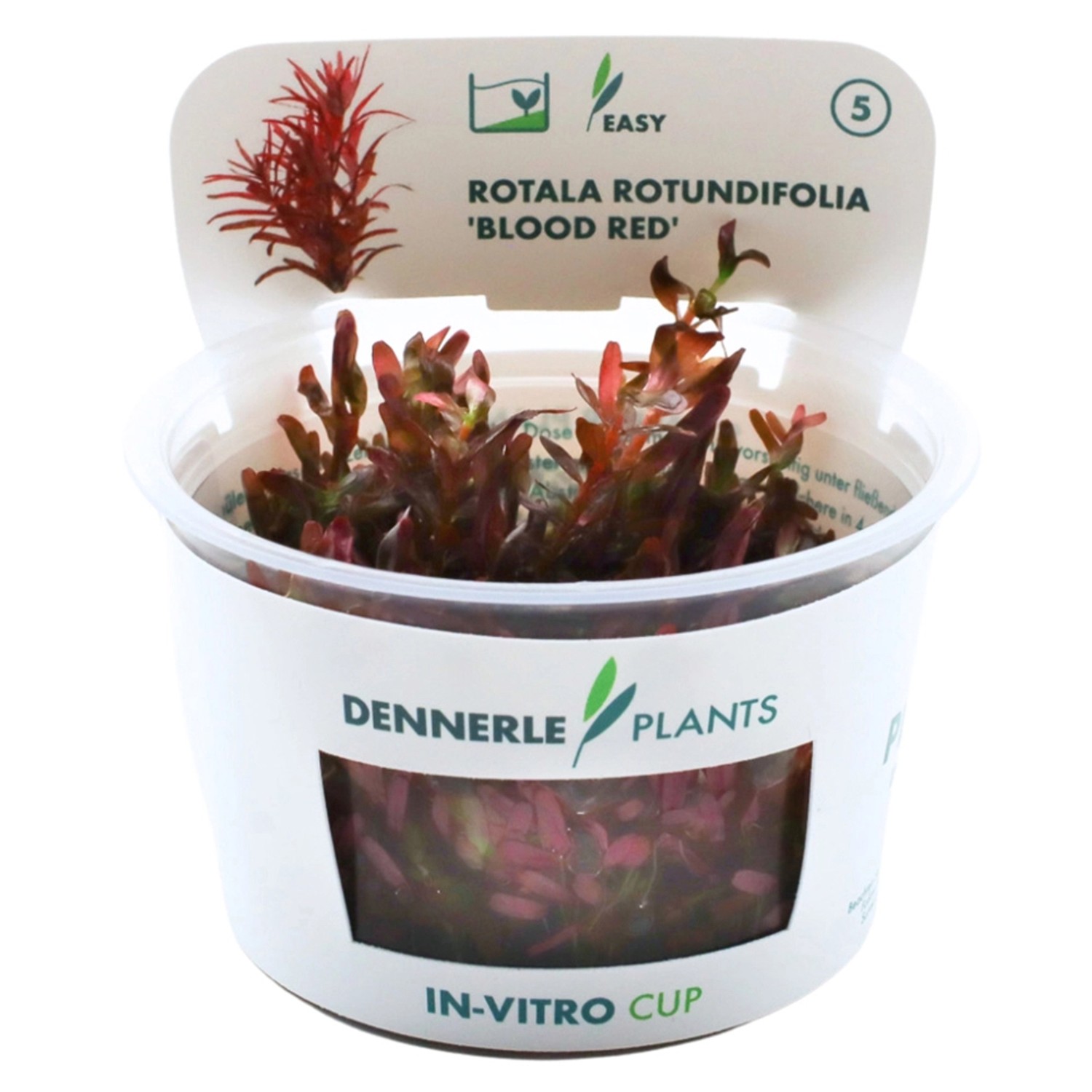 Dennerle Plants Aquariumpflanze "Blood Red" In-Vitro Rotala rotundifolia kaufen bei OBI