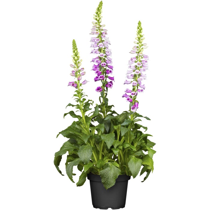 Fingerhut kaufen bei OBI