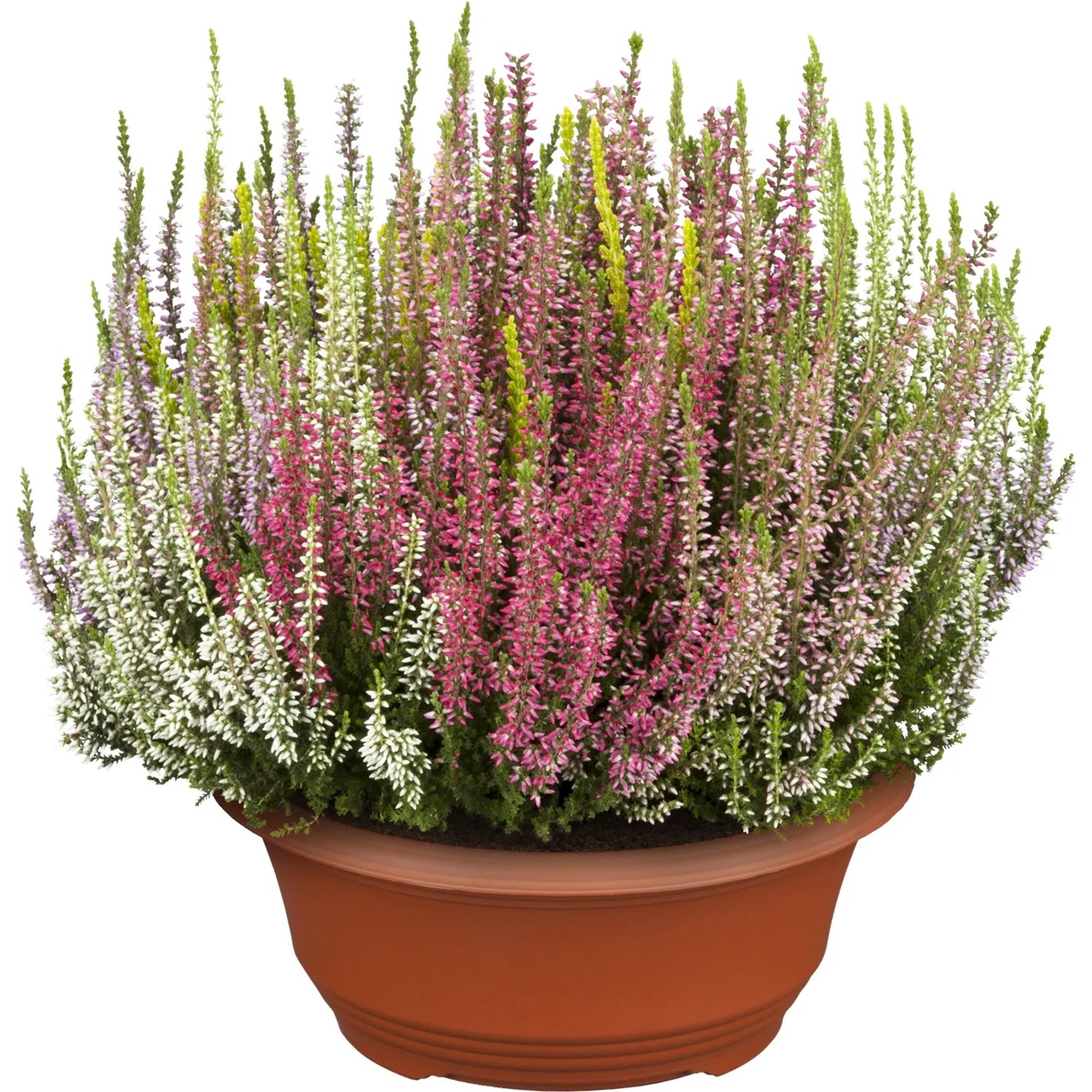 Calluna Beauty Ladies Winterhart