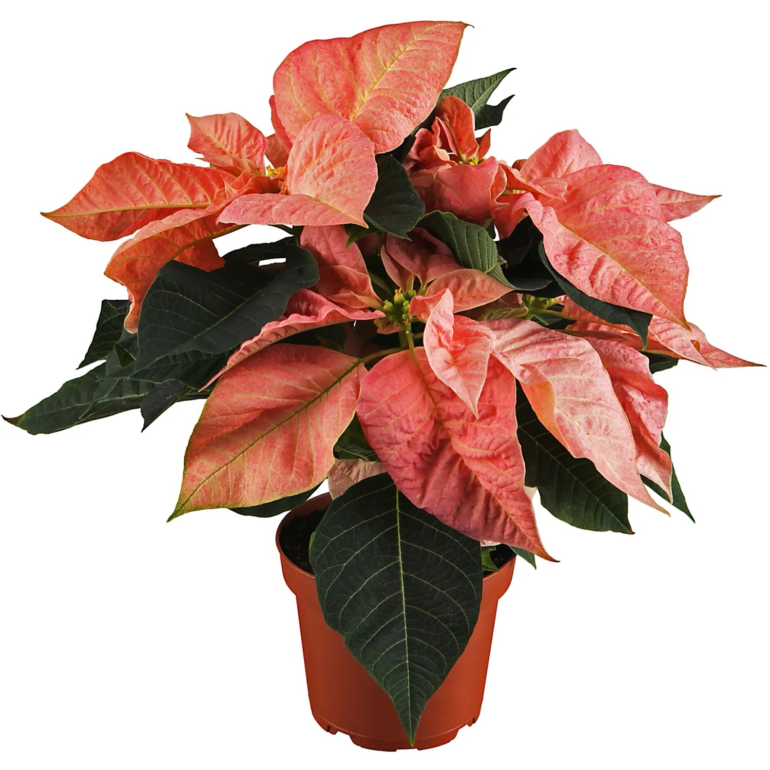 Weihnachtsstern Pflanze Kaufen