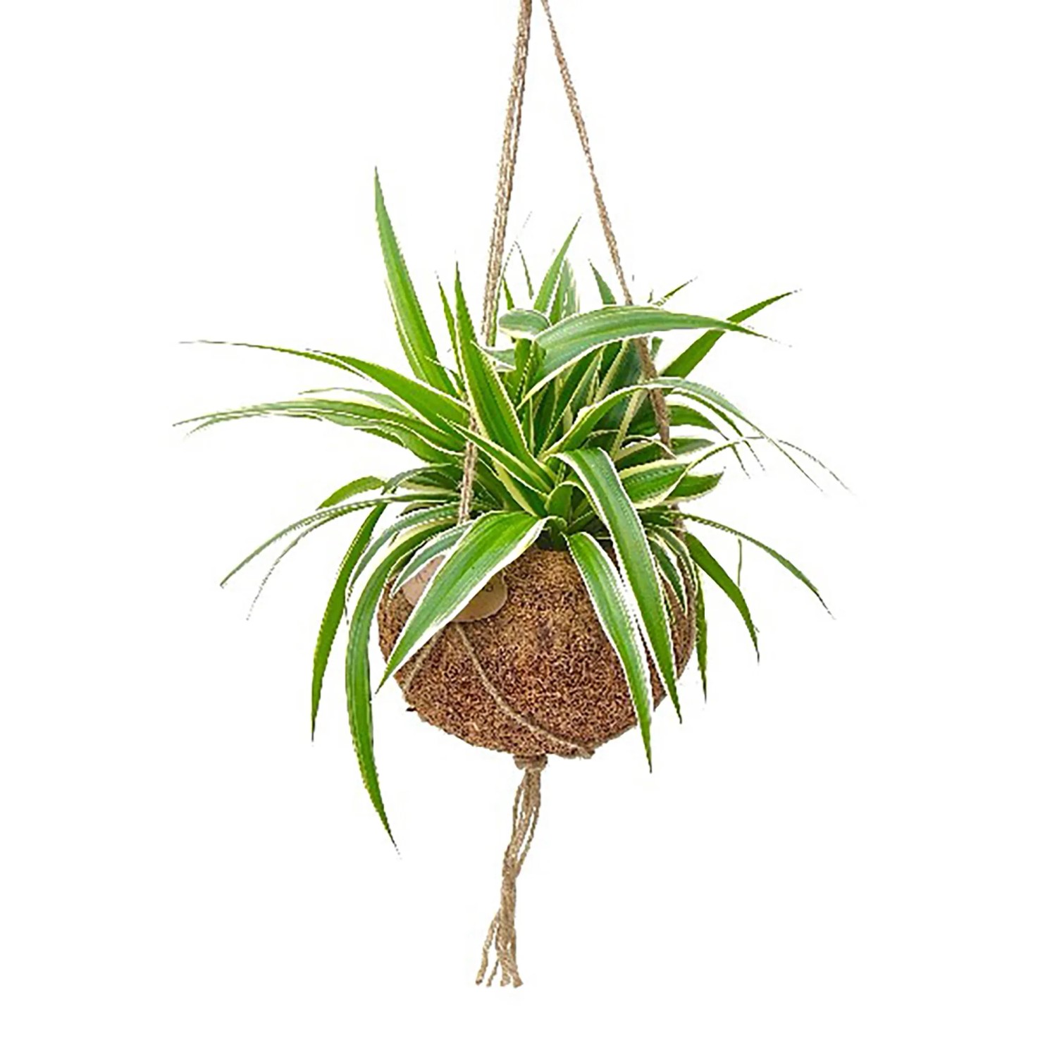 Grünpflanze Smit Collection in Kokodama-Ampel Topf-Ø ca. 15 cm ...