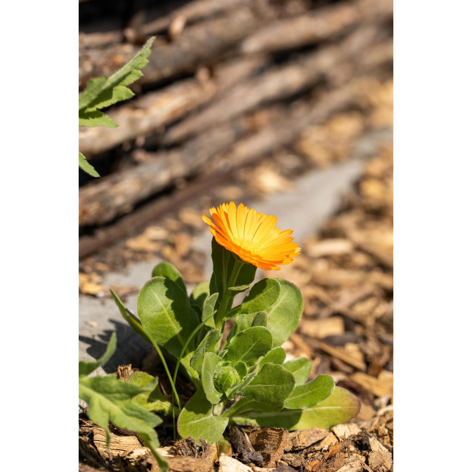 Ringelblume Im Topf Kaufen