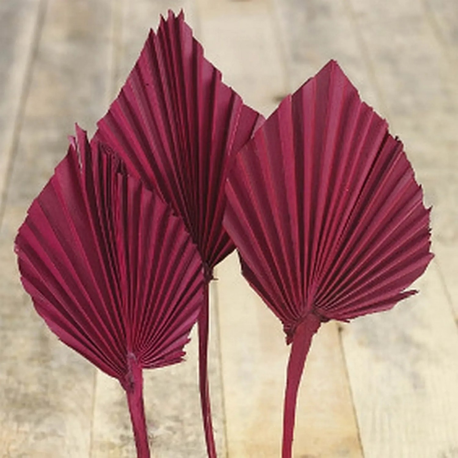 Deko-Pflanze Palm Spear Burgund kaufen bei OBI