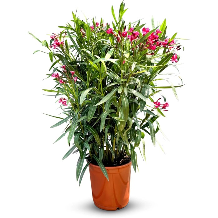 Oleander kaufen bei OBI
