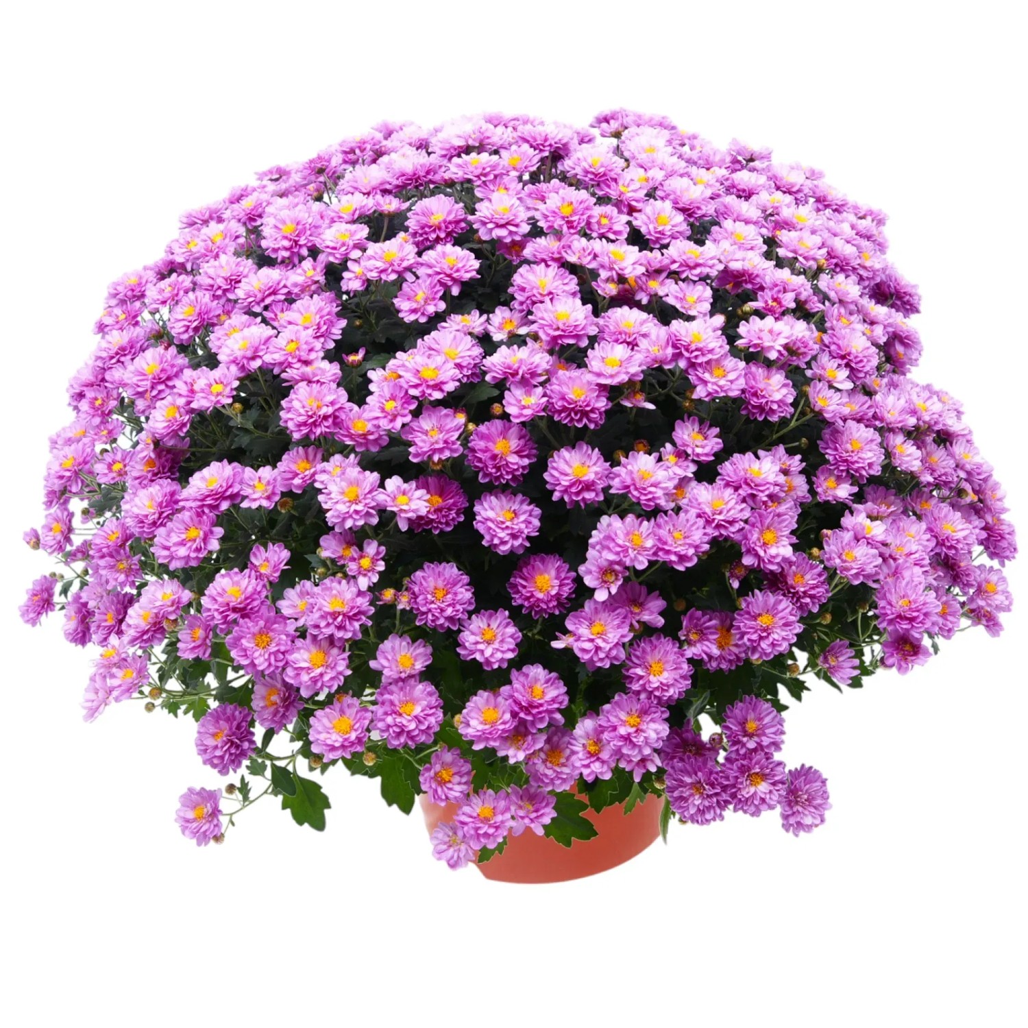 Schone Chrysanthemum Indicum Winterhart Bilder