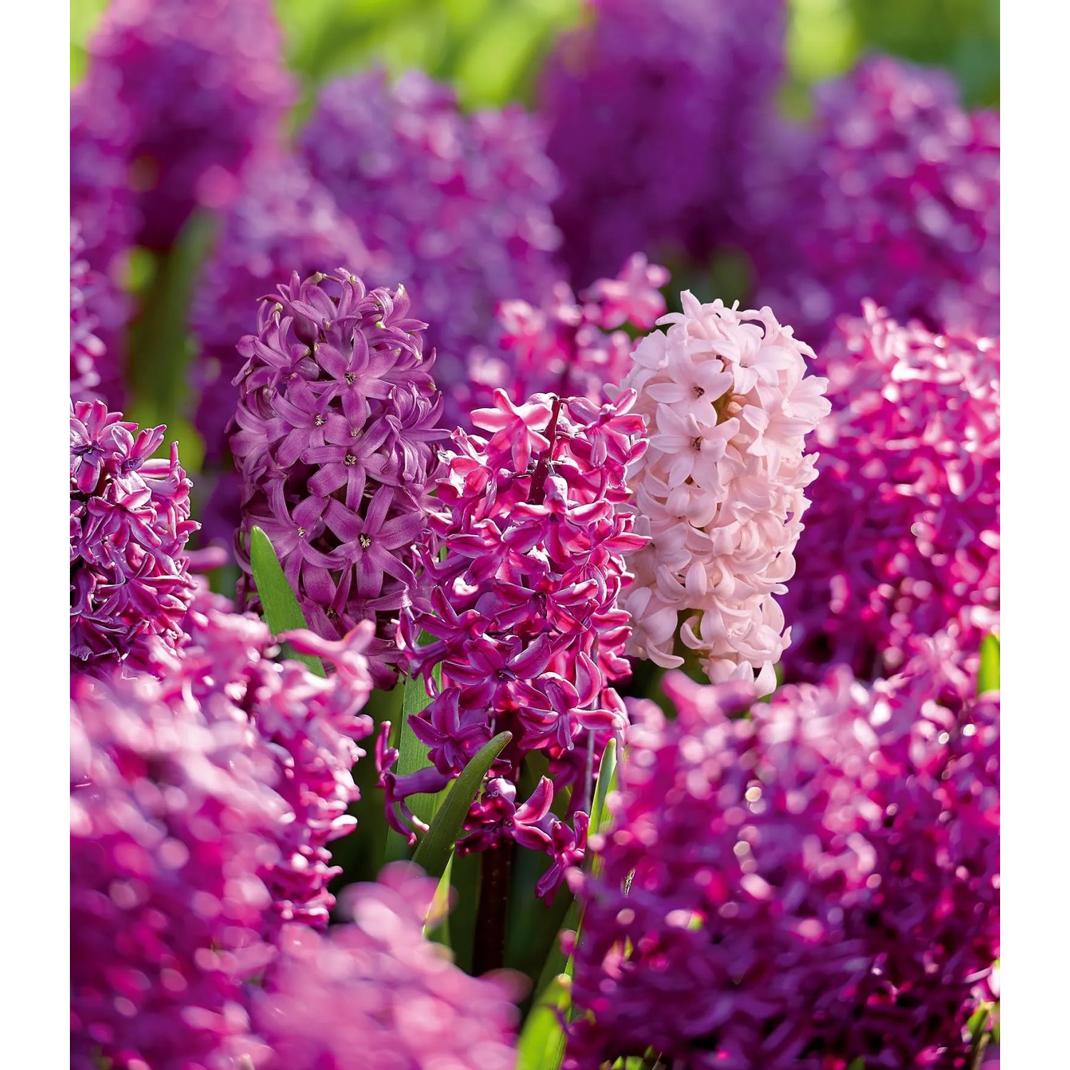 GROW by OBI Hyazinthen-Blumenzwiebel Kollektion 9 Stück Hyacinthus orientalis kaufen bei OBI