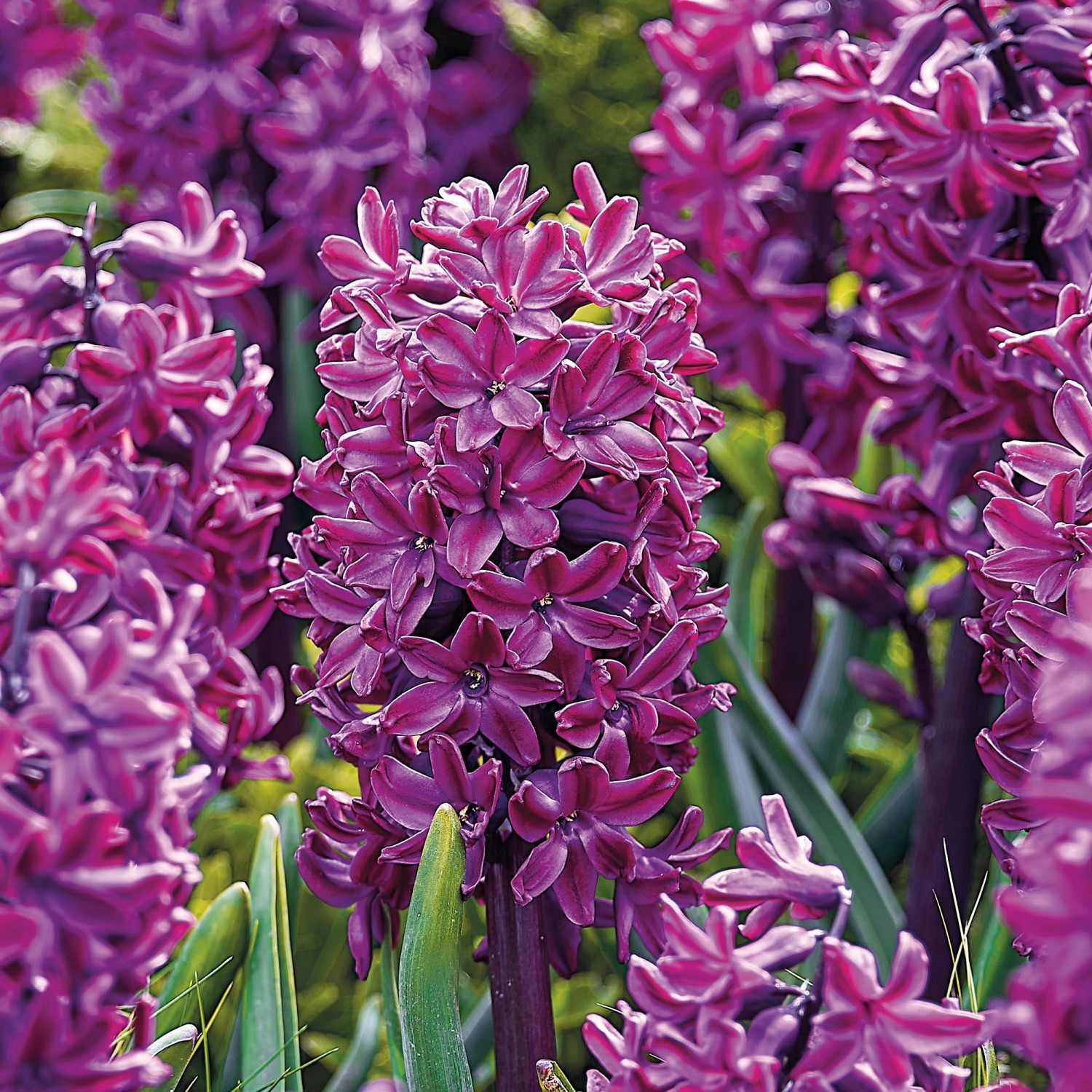 GROW by OBI Hyazinthe "Woodstock" Purpur 25 cm Hyacinthus orientalis kaufen bei OBI