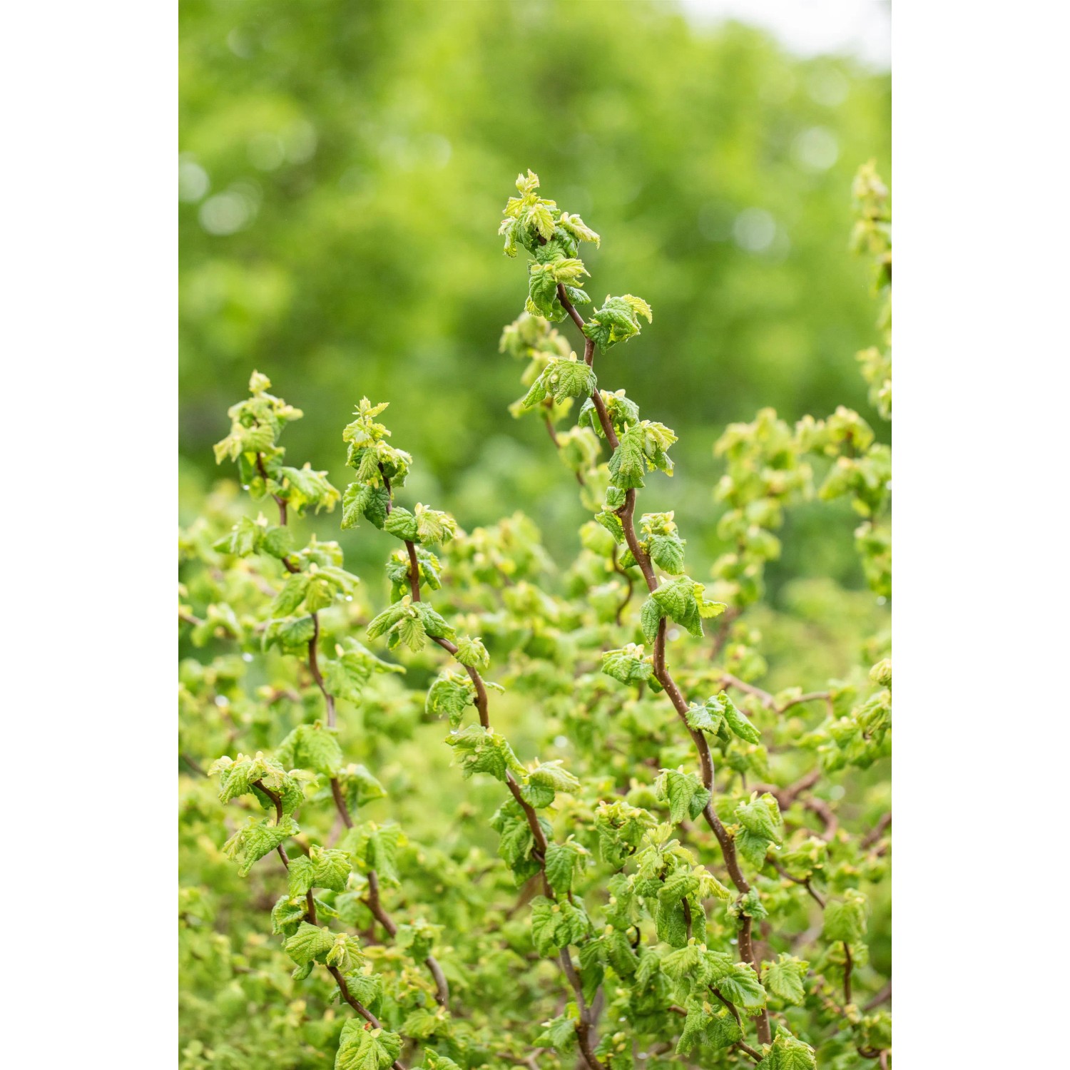 Korkenzieher-Hasel "Scooter" Höhe ca. 40 -50 cm Topf ca. 2,3 l Corylus ...