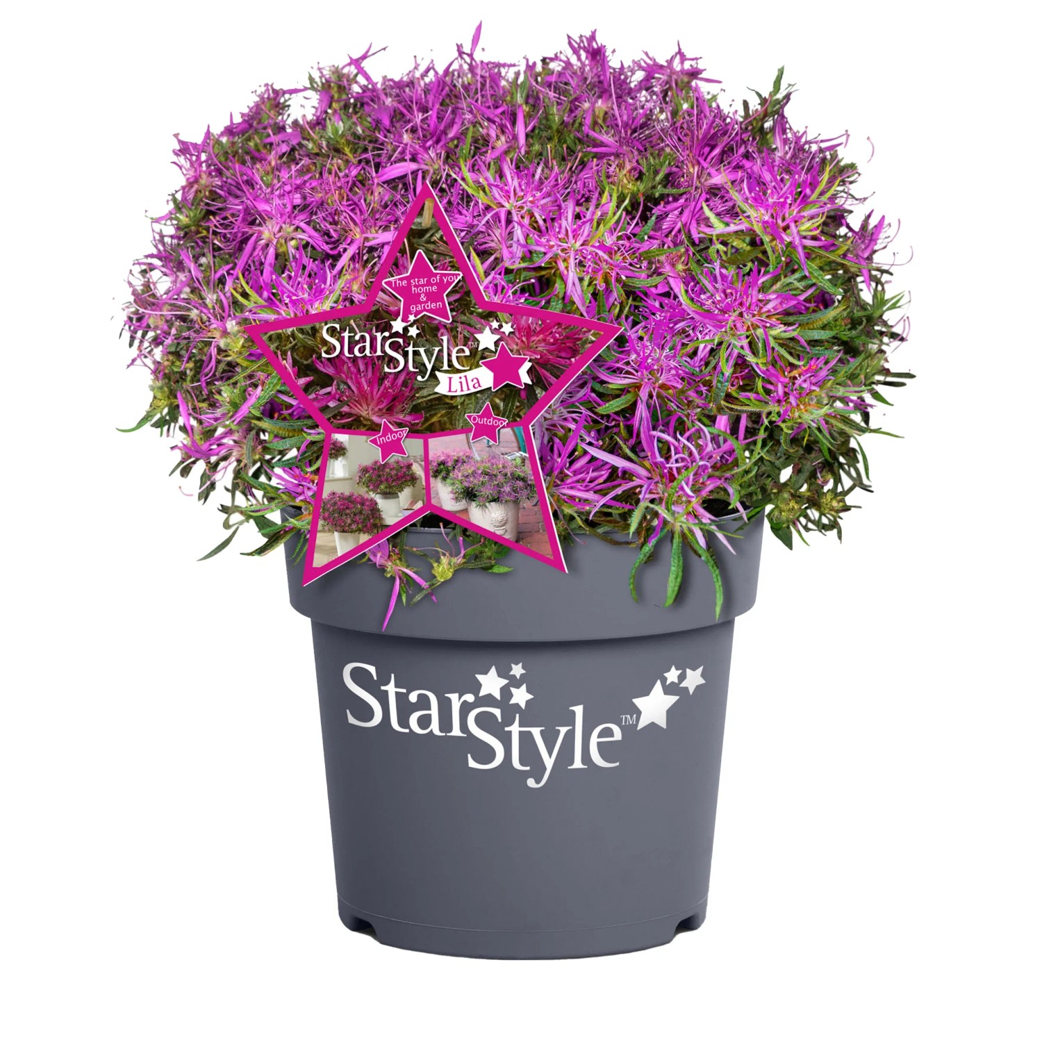 GROW by OBI Japanische Azalee Rhododendron obtusum H. 5-15 cm T. 1,5 l ...