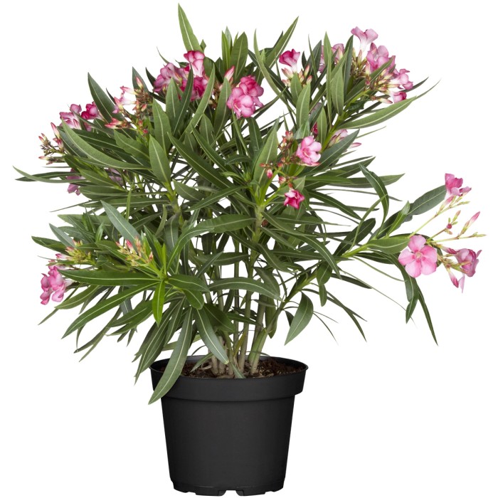 Oleander kaufen bei OBI