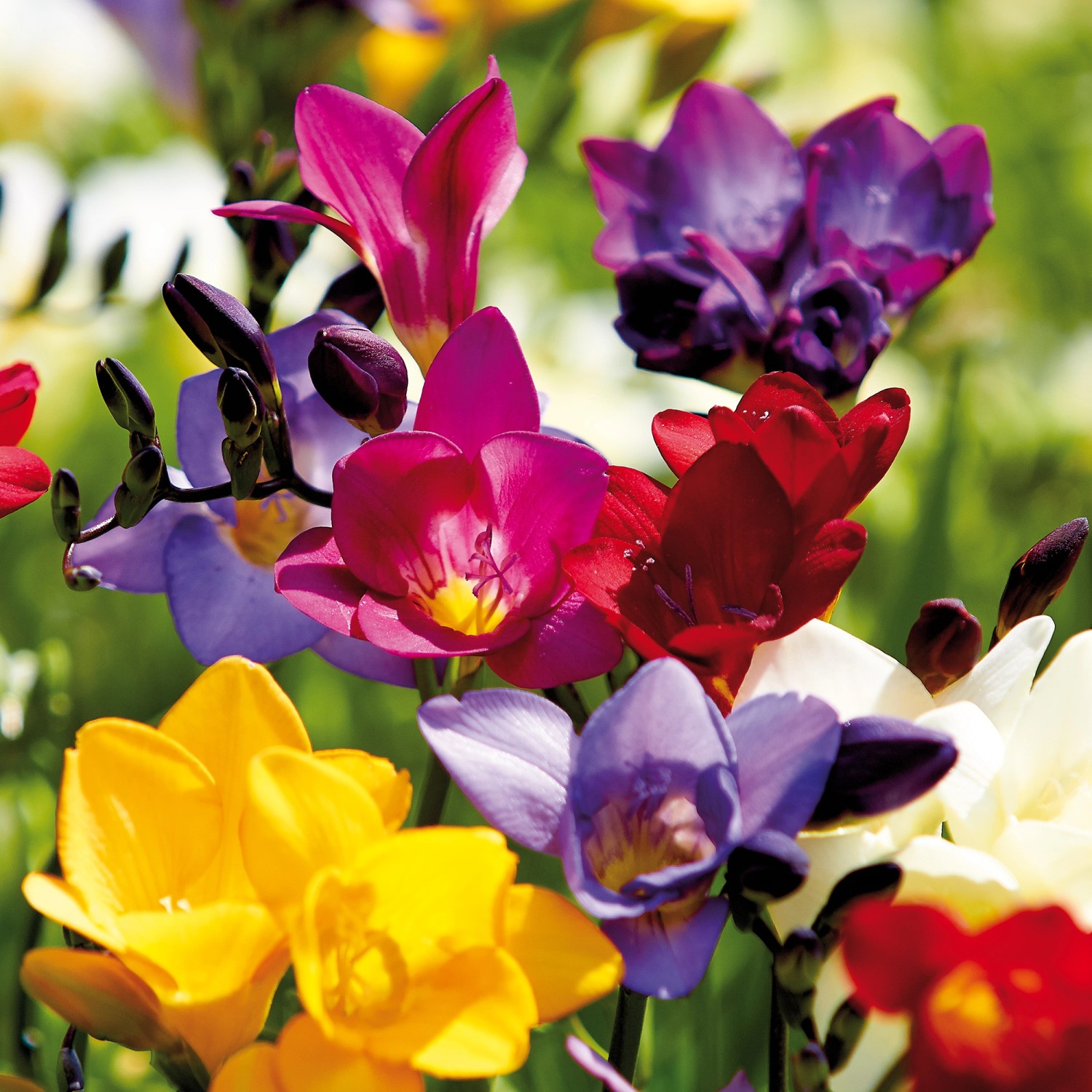 Freesien einzelne Mischung 30 Stück kaufen bei OBI