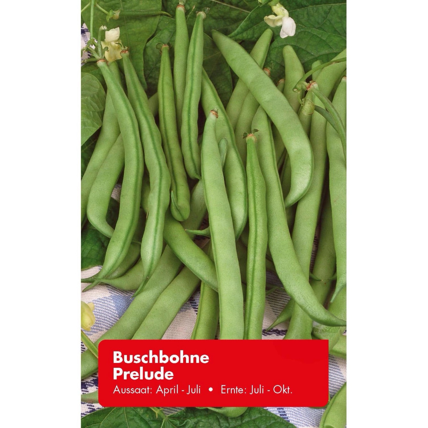 Buschbohne "Prelude" kaufen bei OBI