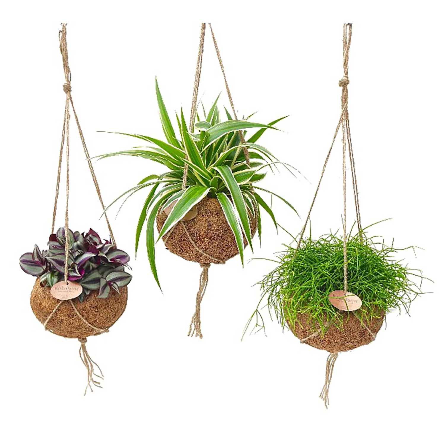 Zimmerpflanze Smit Collection Kokodama-Ampel 15 cm kaufen bei OBI