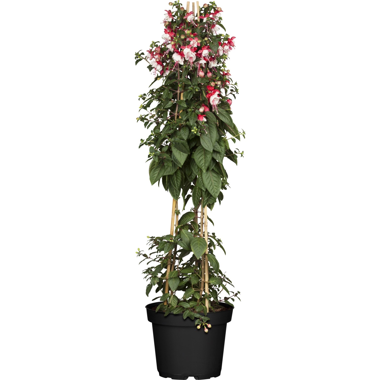 Fuchsie Pyramide Topf-Ø ca. 18 cm Fuchsia kaufen bei OBI