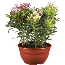Oleander kaufen bei OBI