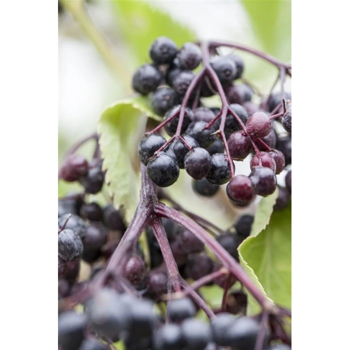 Schwarzer Holunder - Sambucus Nigra kaufen bei OBI