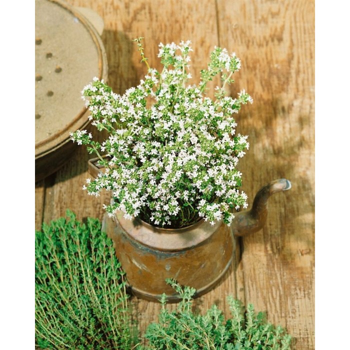 Thymian kaufen bei OBI