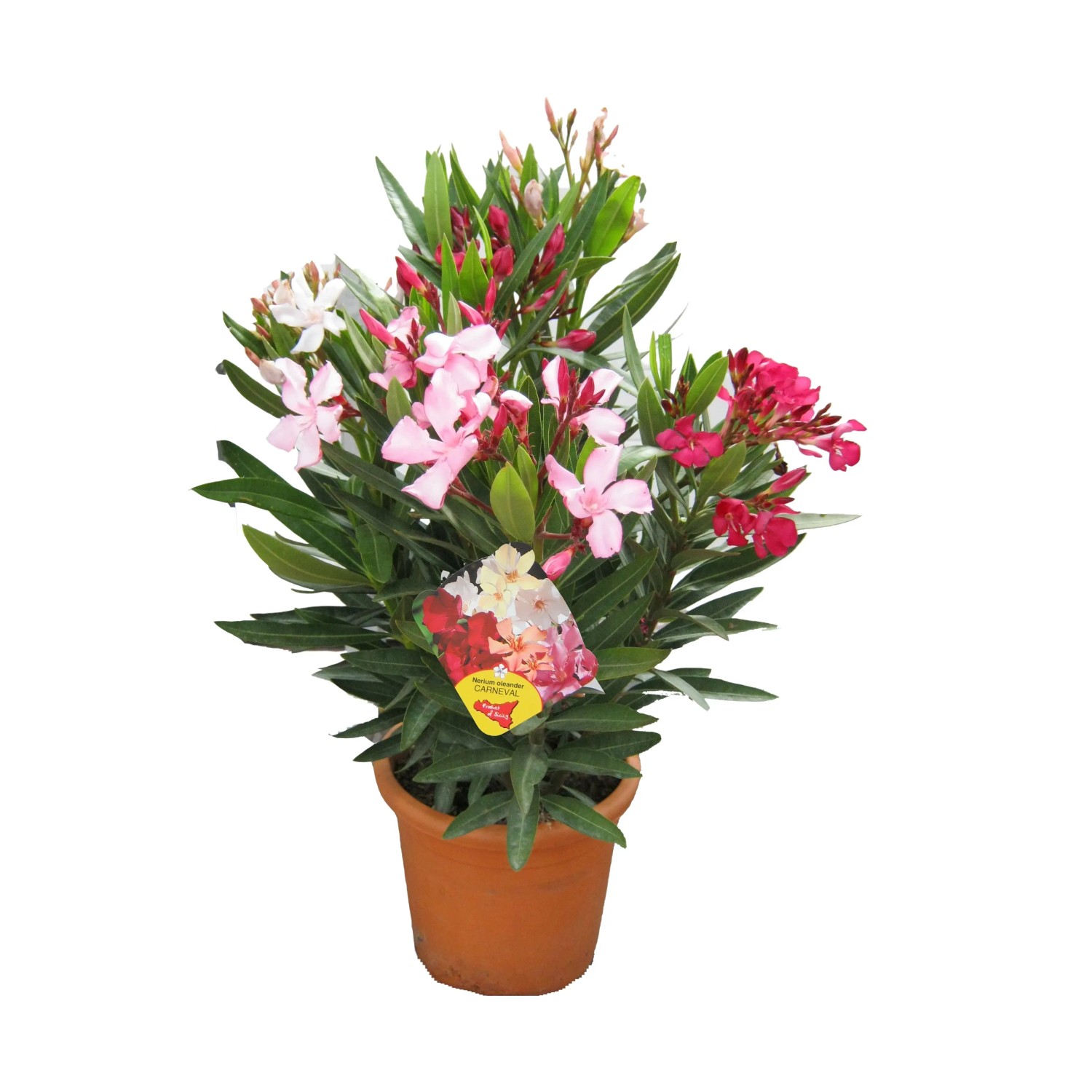 Oleander Trio Topf-Ø ca. 18 cm Nerium Oleander kaufen bei OBI