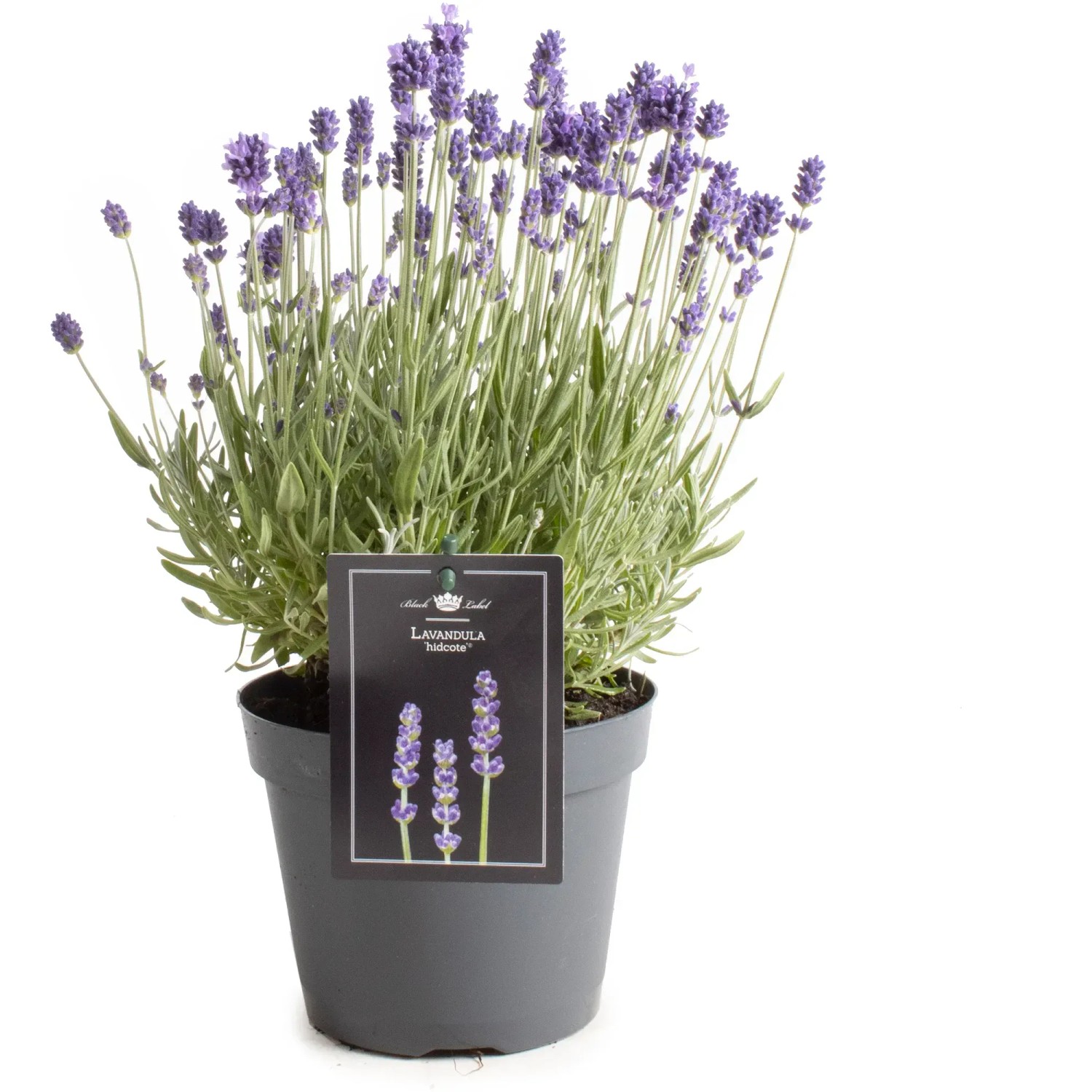 GROW by OBI Lavandula angustifolia Lavendel 15 cm im Topf kaufen bei OBI